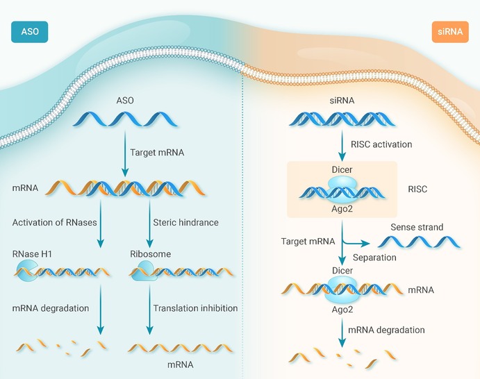 Therapeutic oligonucleotides revisited: Focus on siRNA and antisense ...