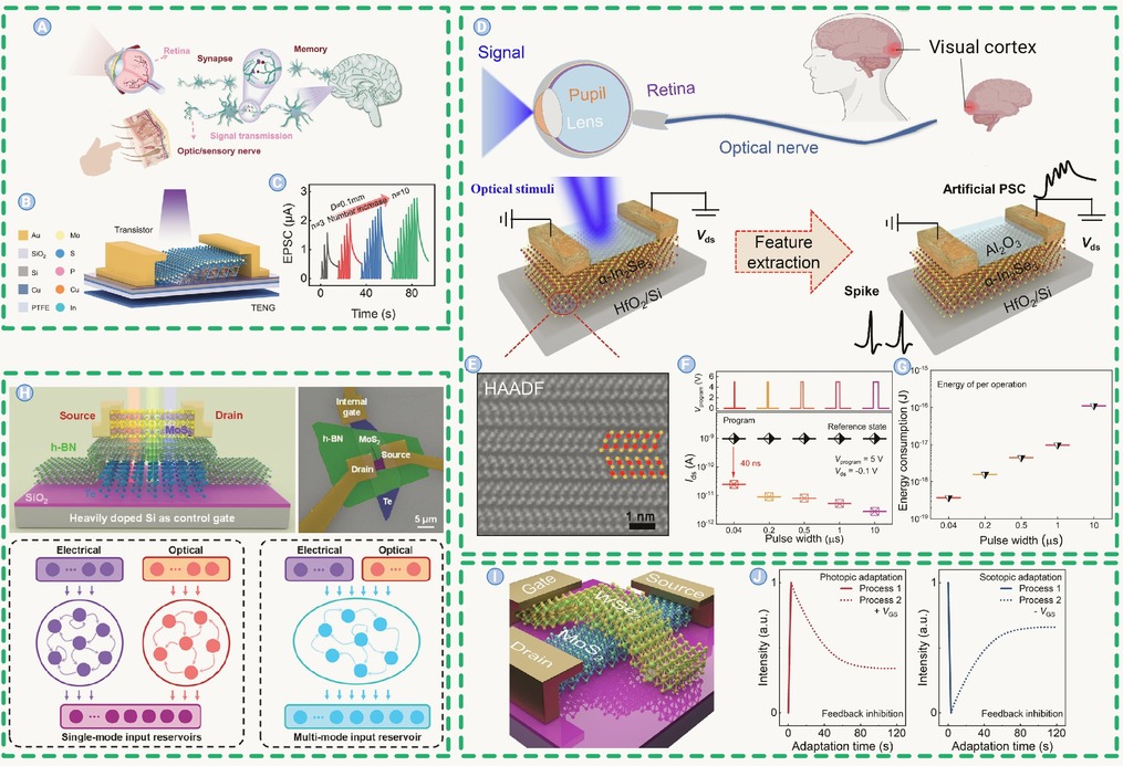 Novel retina-like optoelectronic sensors based on two-dimensional ...