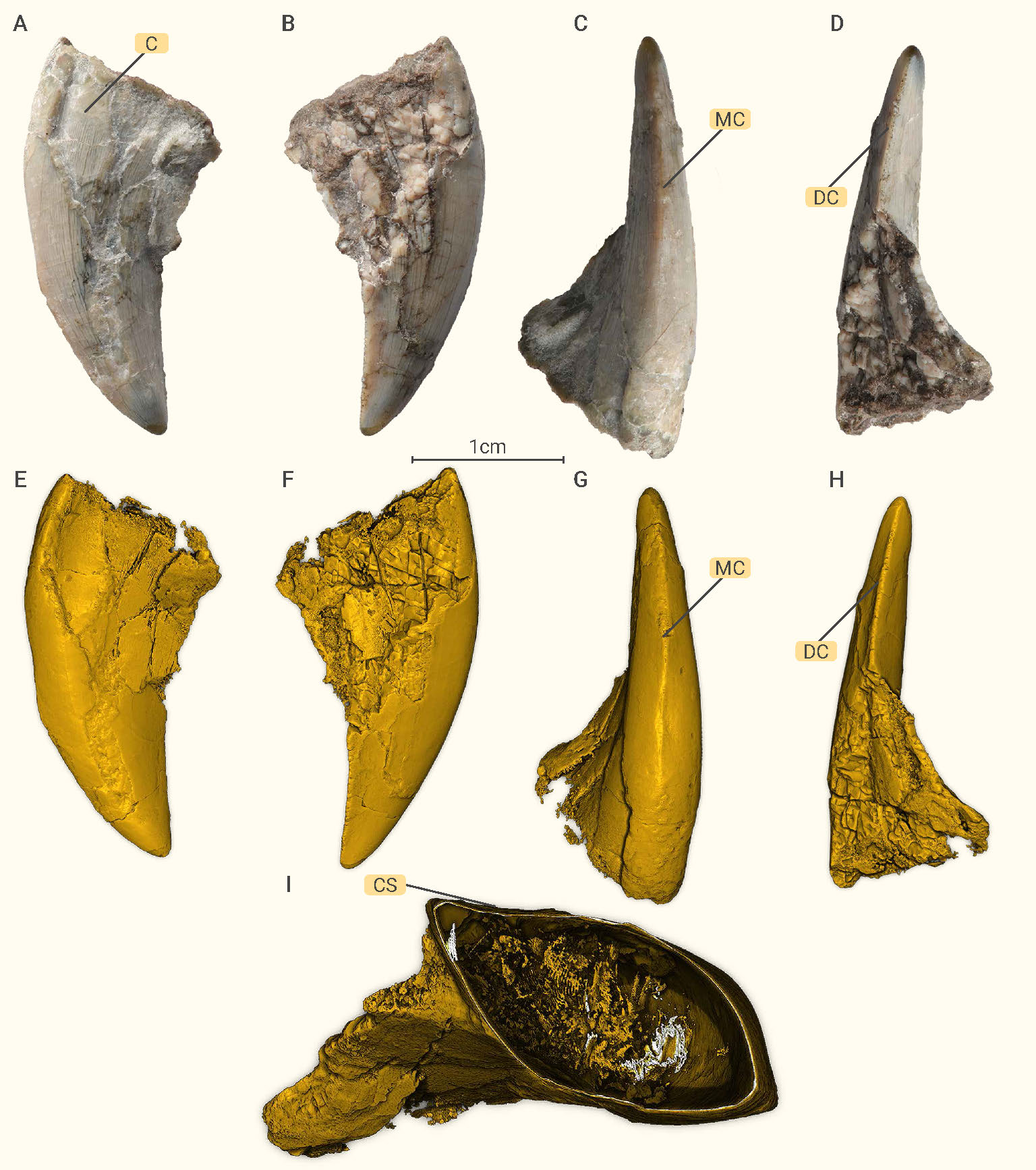 A Jurassic Tibetan theropod tooth reveals dental convergency and its ...