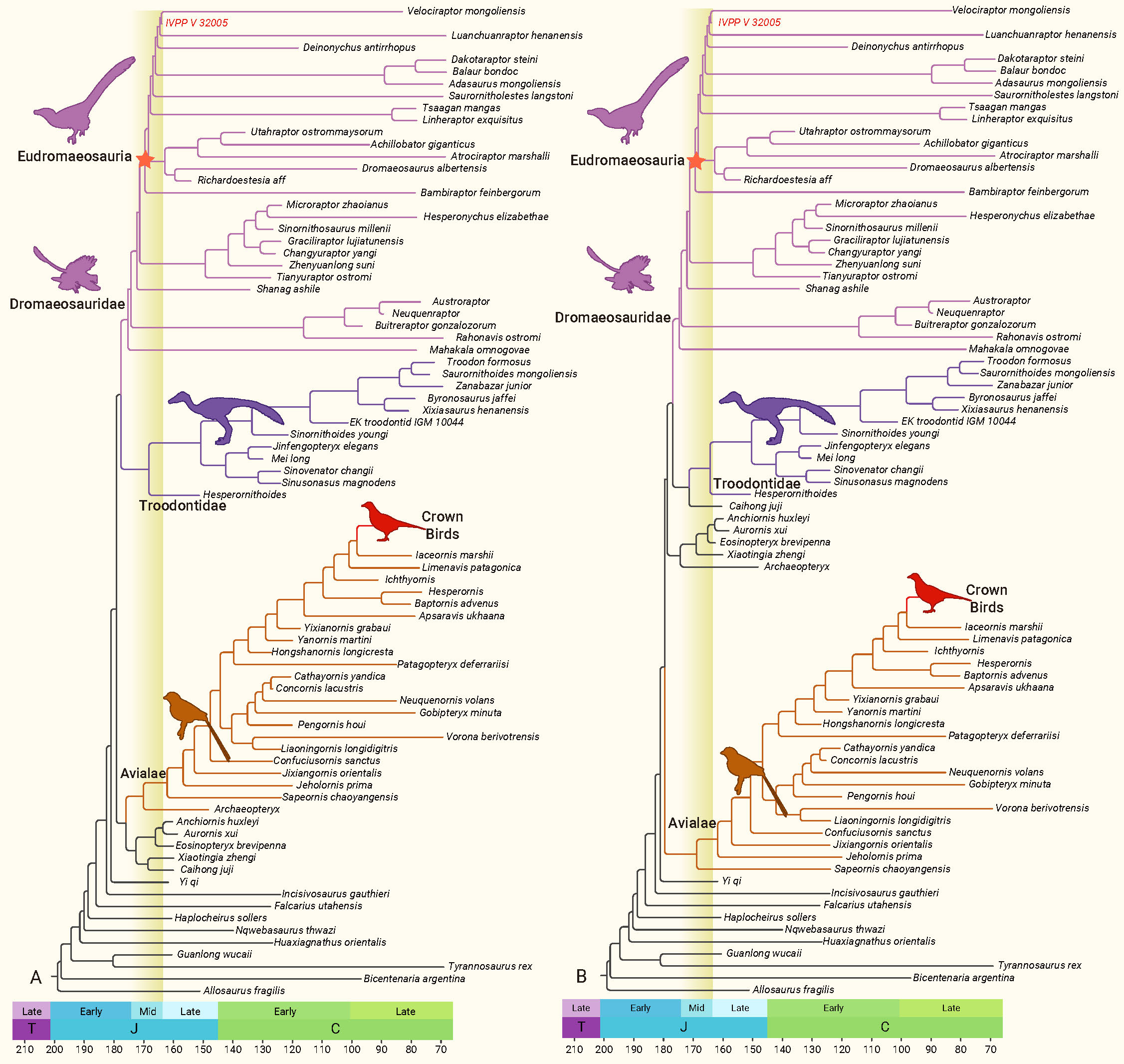 A Jurassic Tibetan theropod tooth reveals dental convergency and its ...