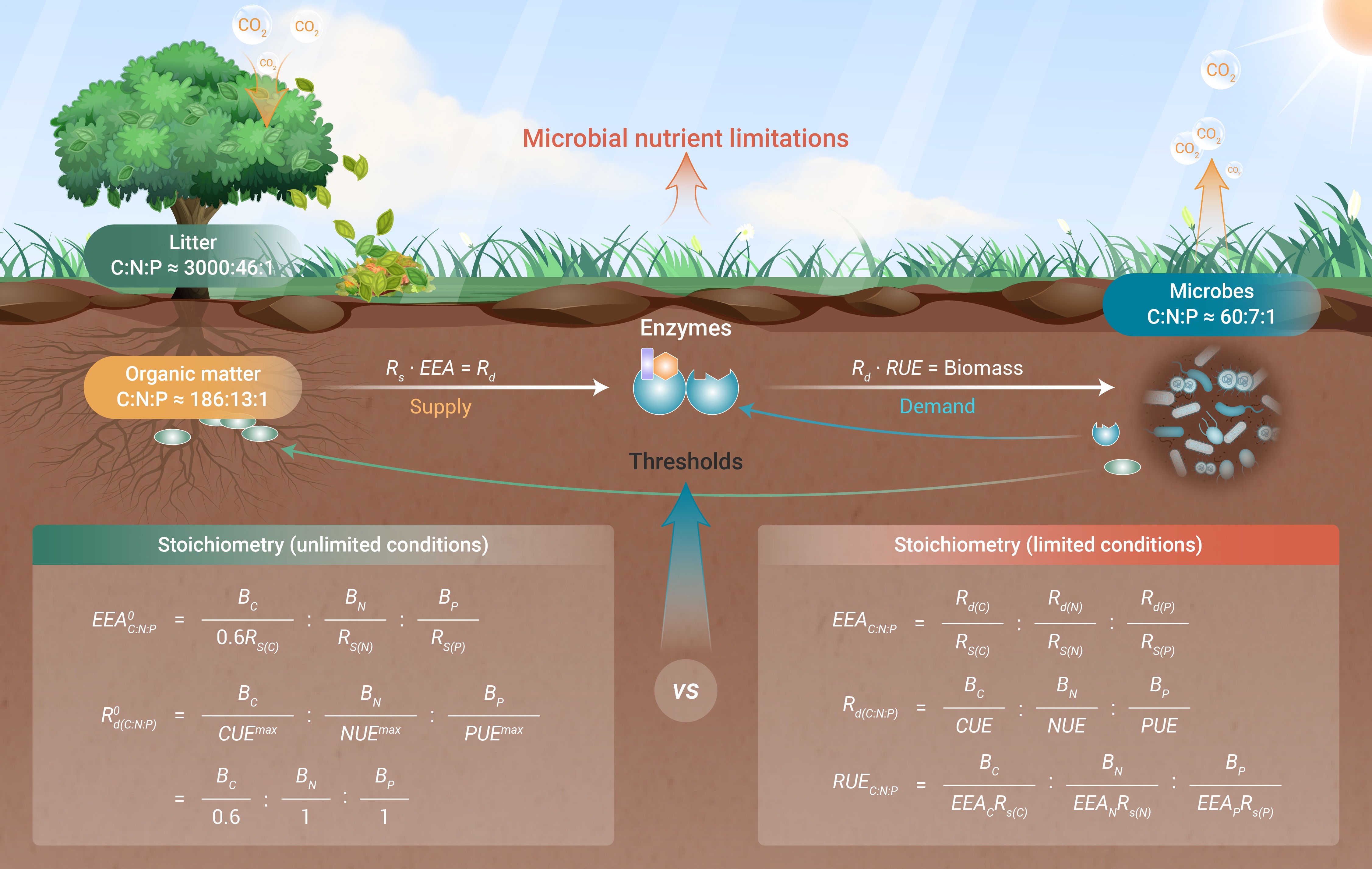 Predicting microbial nutrient limitations from a stoichiometry-based threshold framework
