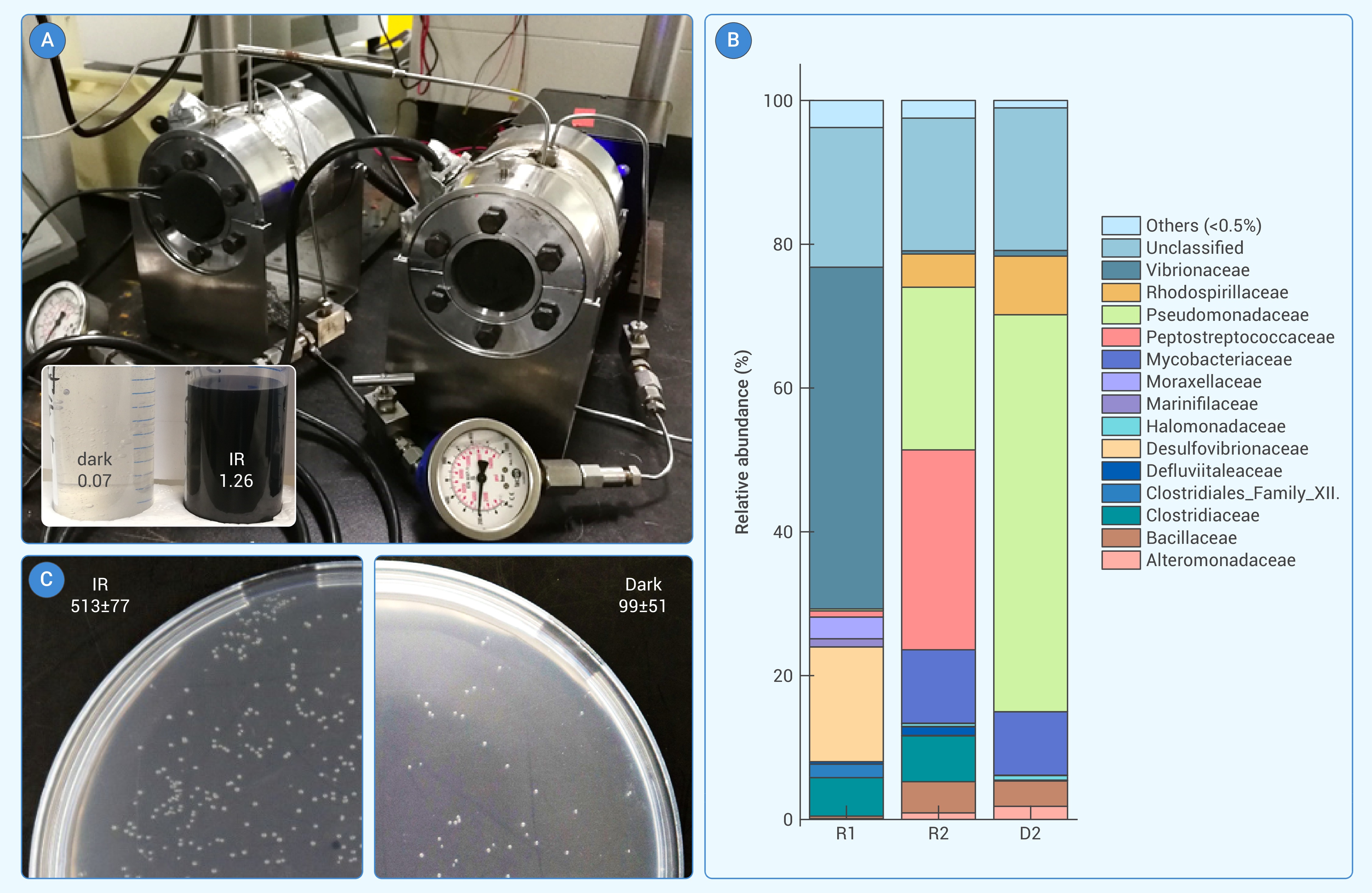 Illuminating a bacterial adaptation mechanism: Infrared-driven cell ...