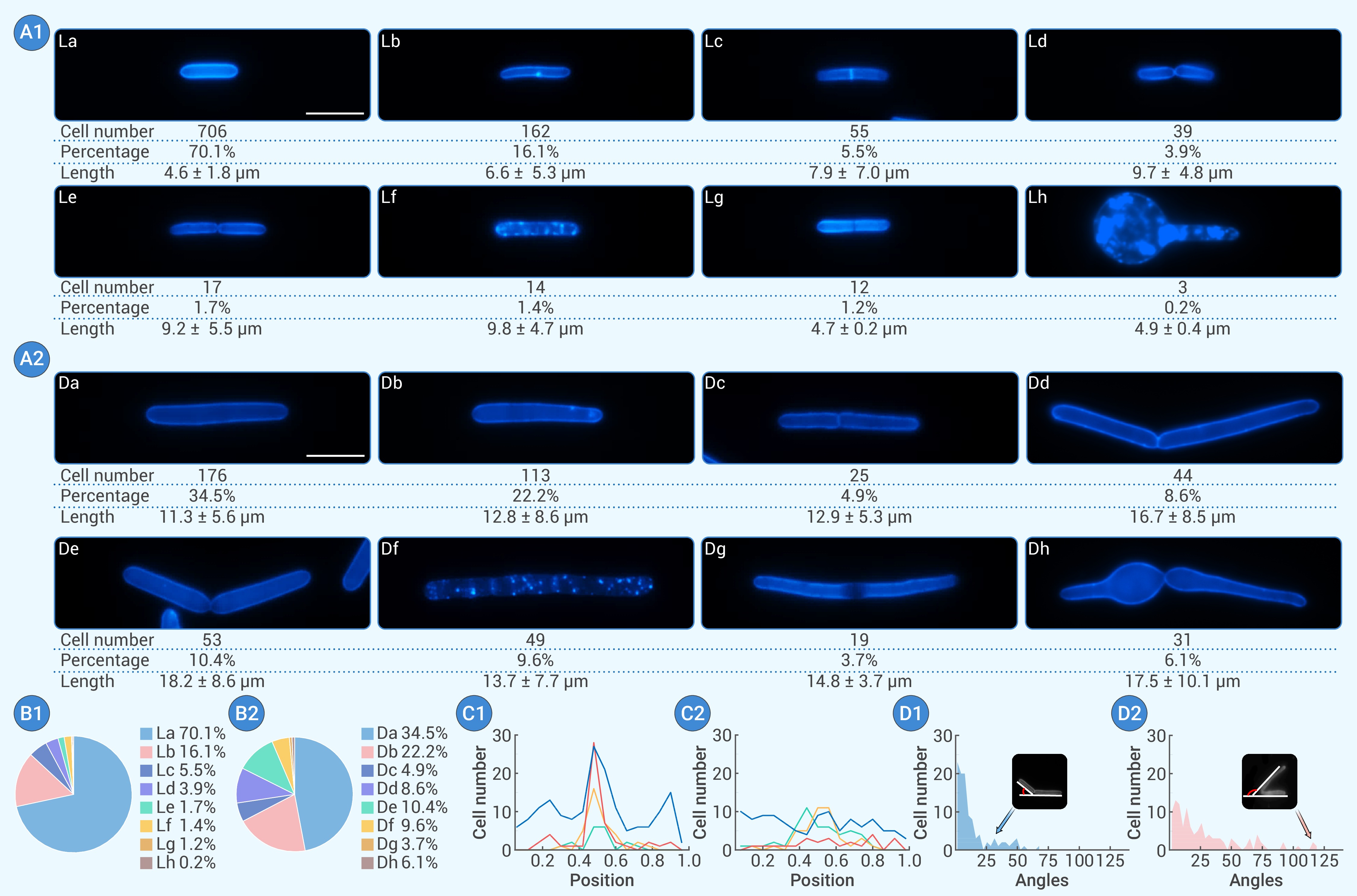 Illuminating a bacterial adaptation mechanism: Infrared-driven cell ...