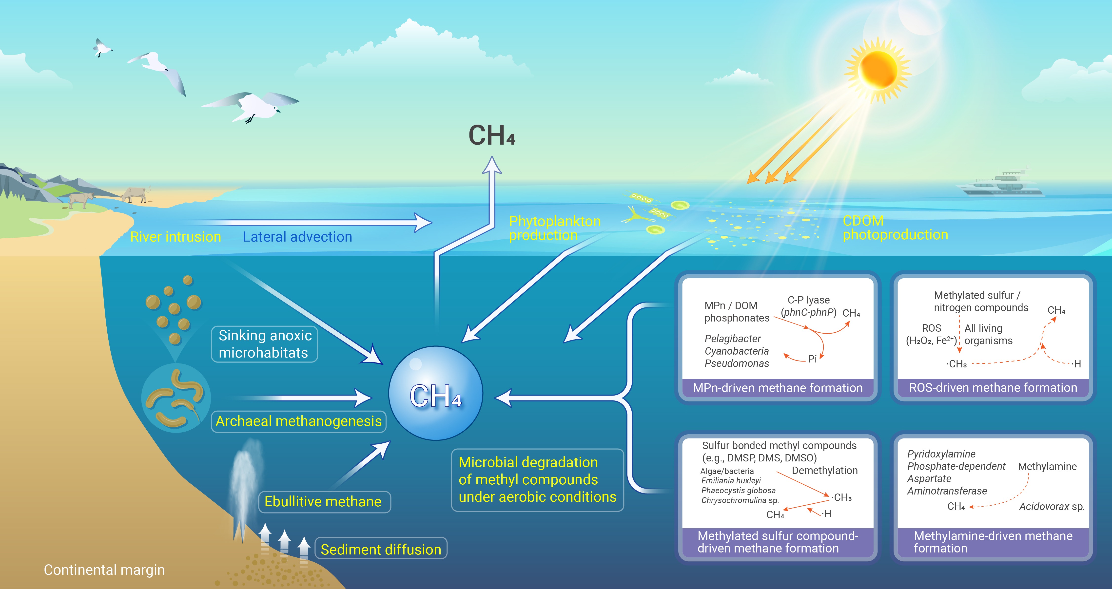 Marine methane paradox: Enigmatic production of methane in oxygenated ...