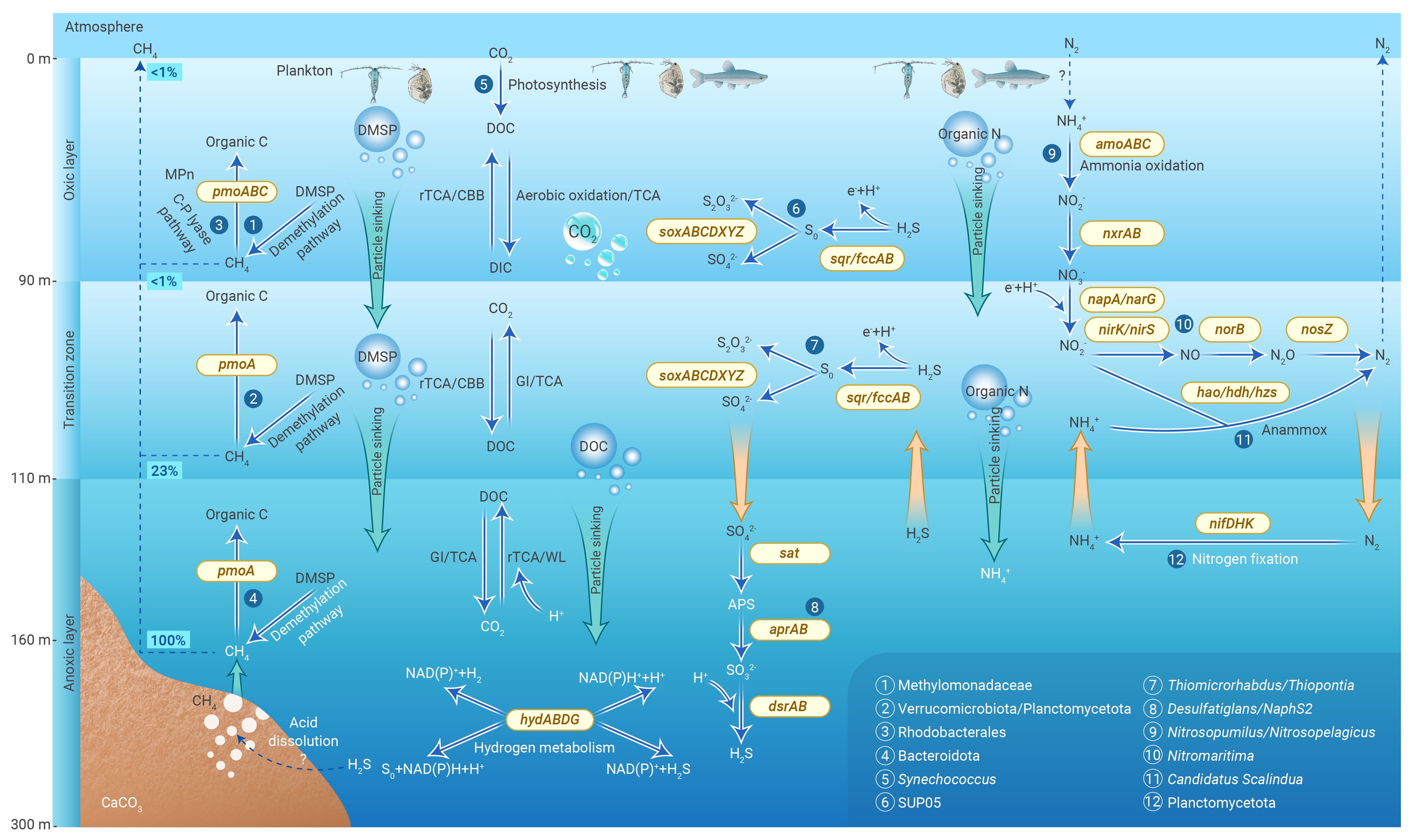 Microbial mediation of cryptic methane cycle in semiclosed marine water ...
