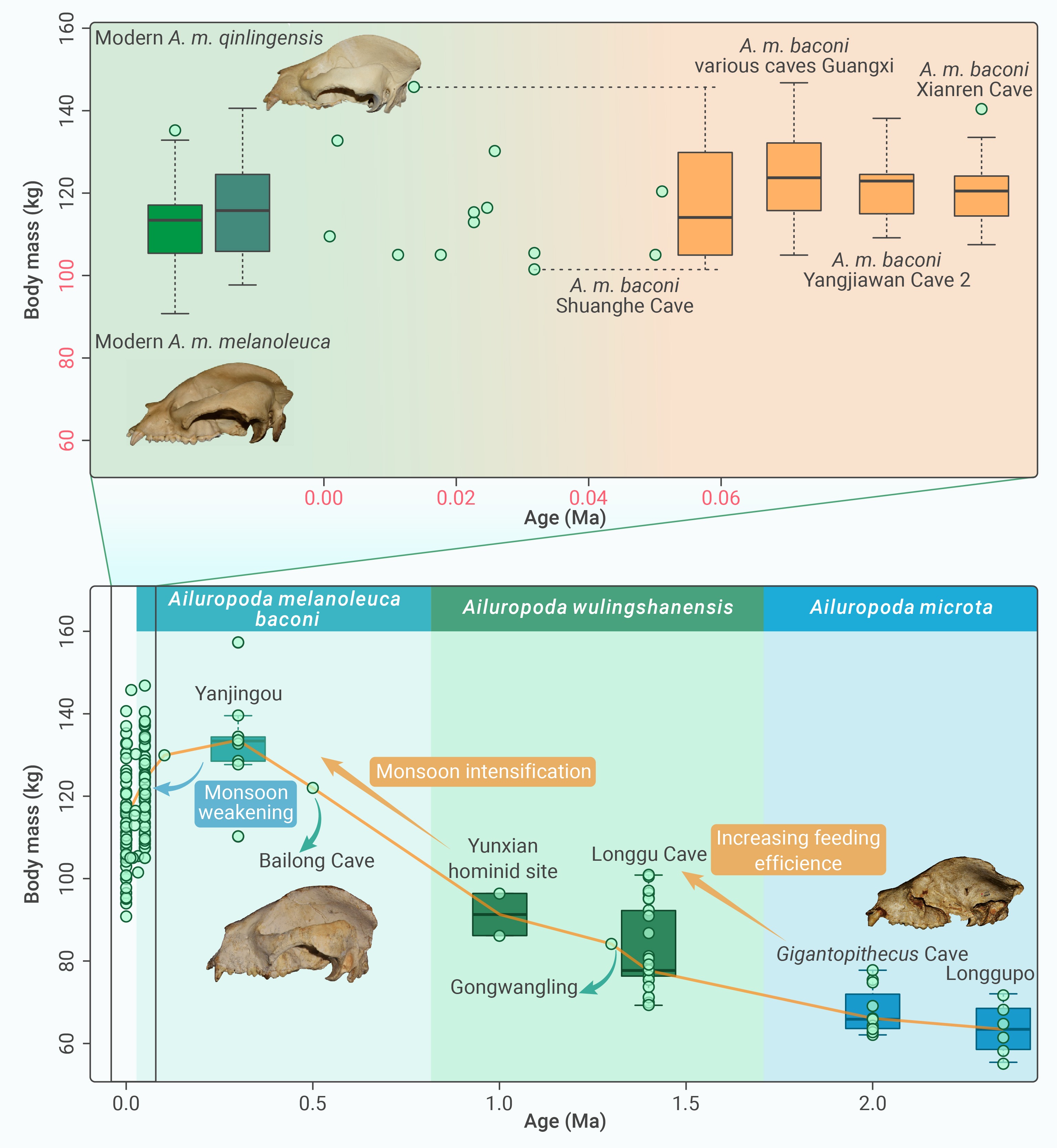 Body mass evolution of the Quaternary giant panda coincides with ...