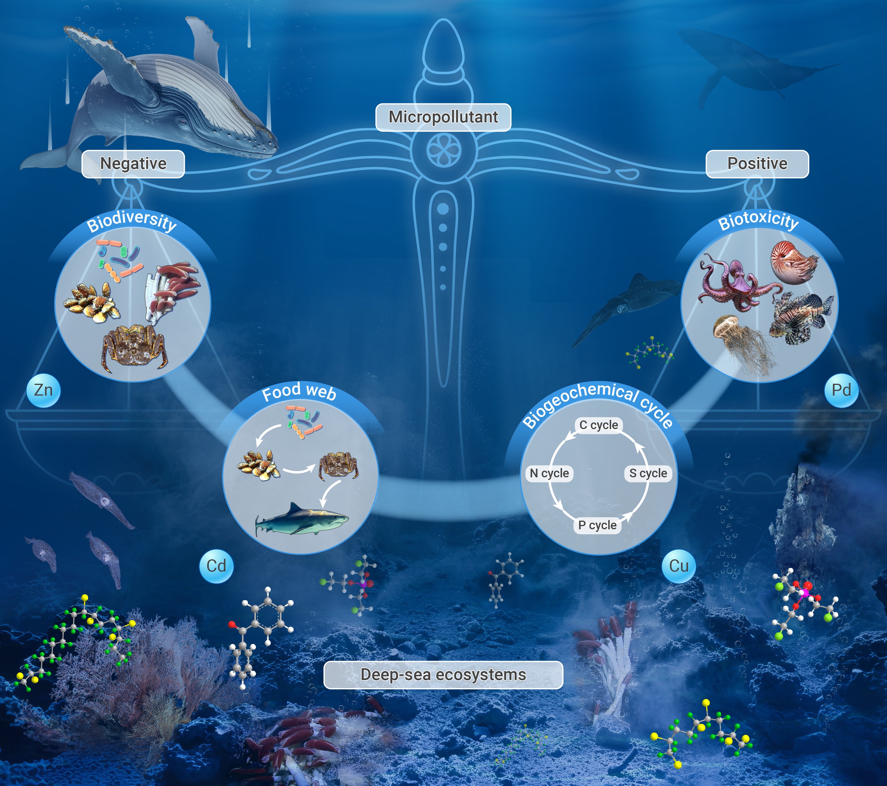 Deep-sea micropollutants: A double-edged sword for deep-sea ecological risk