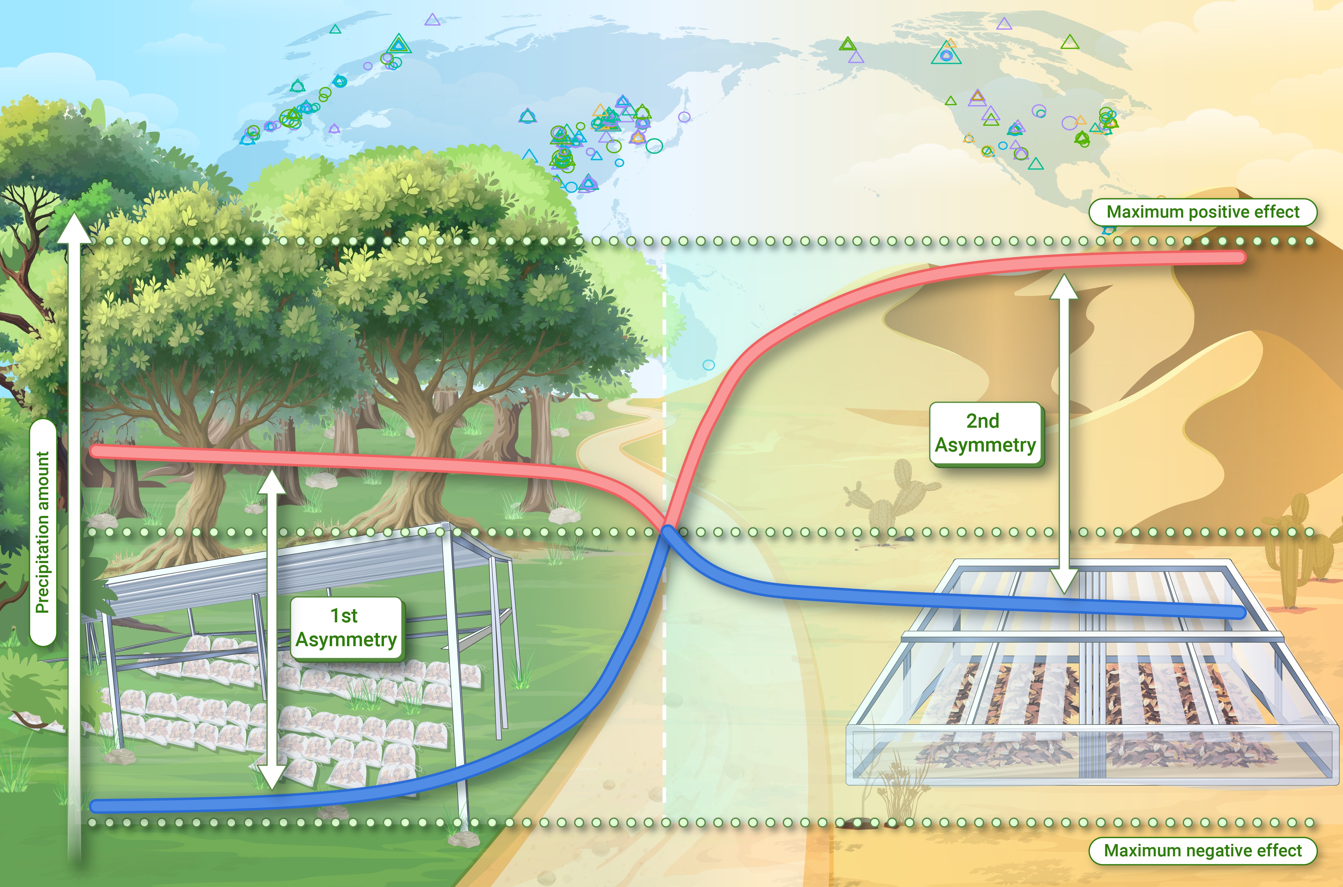 Asymmetric responses of litter decomposition to altered precipitation ...