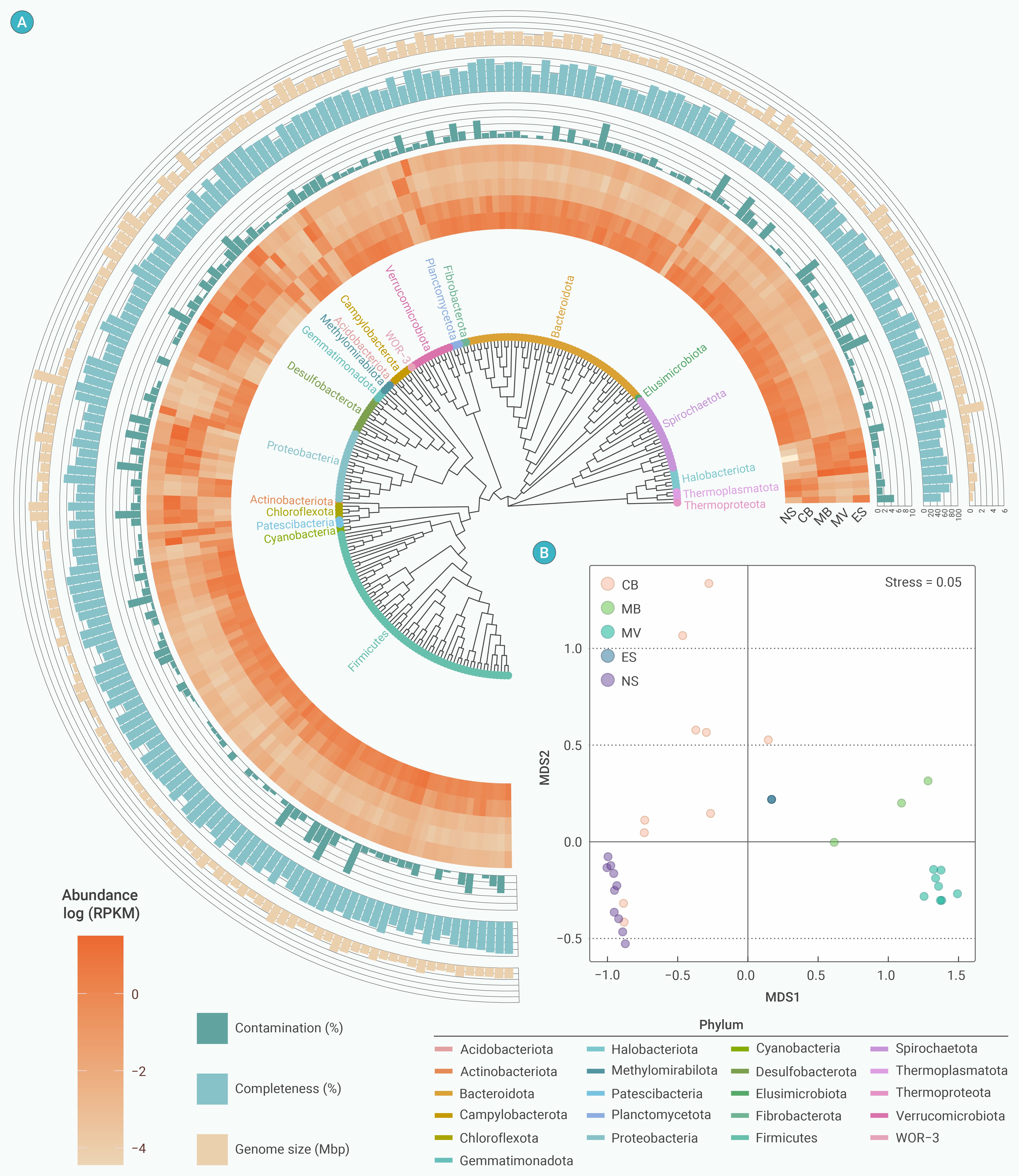 Exploring the role of organotrophic microbes in geochemical cycling of ...