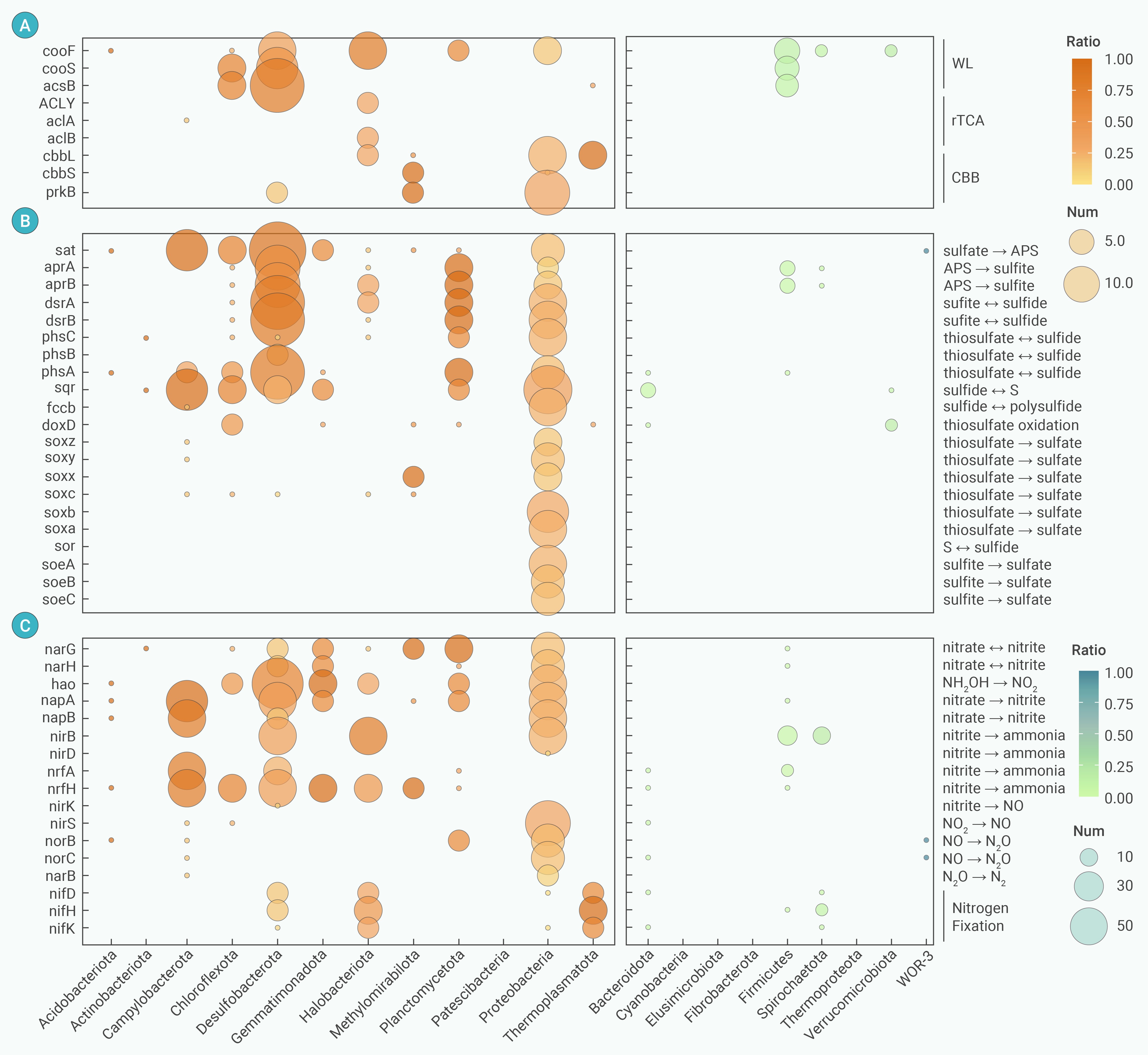 Exploring the role of organotrophic microbes in geochemical cycling of ...