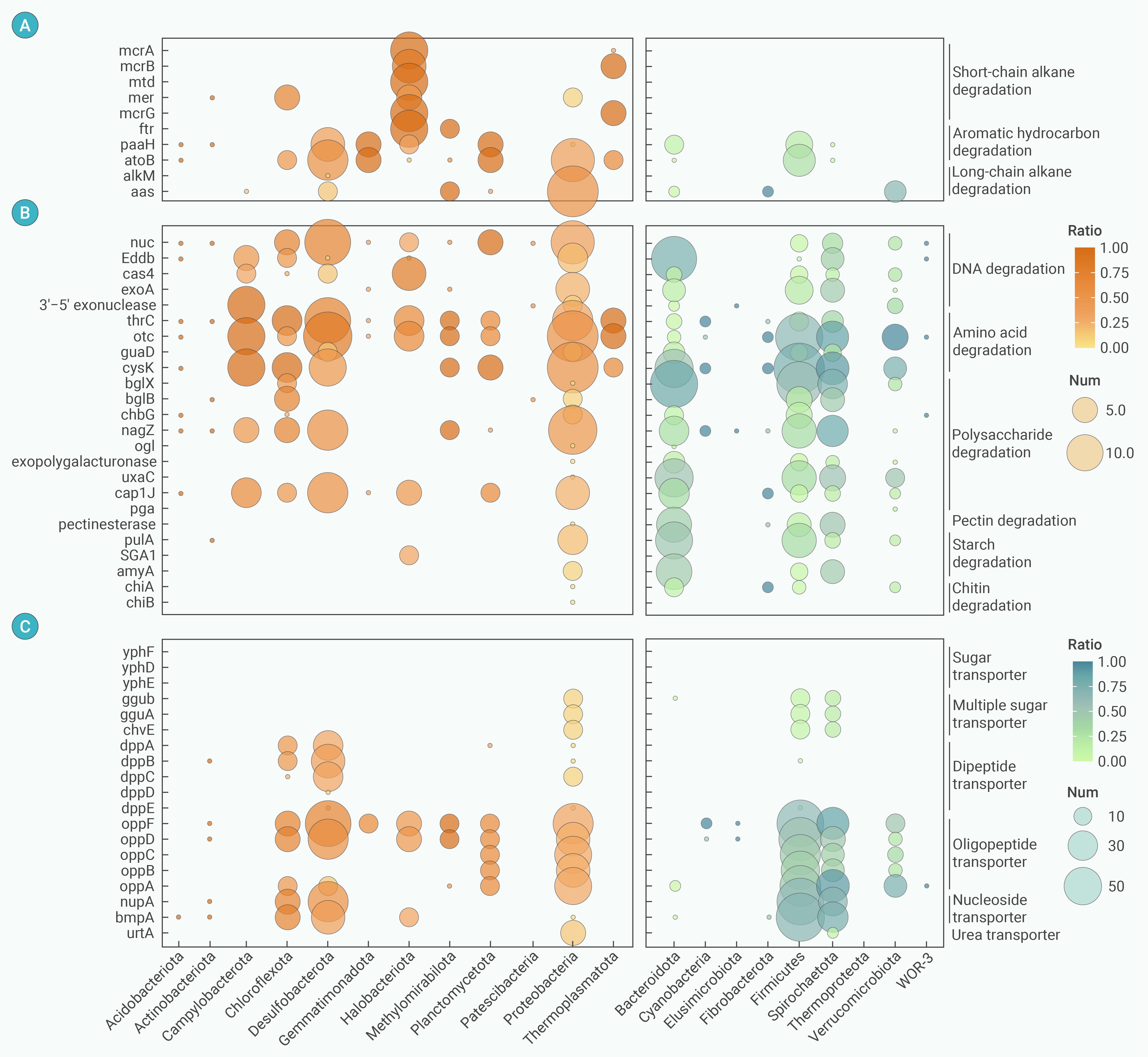 Exploring the role of organotrophic microbes in geochemical cycling of ...