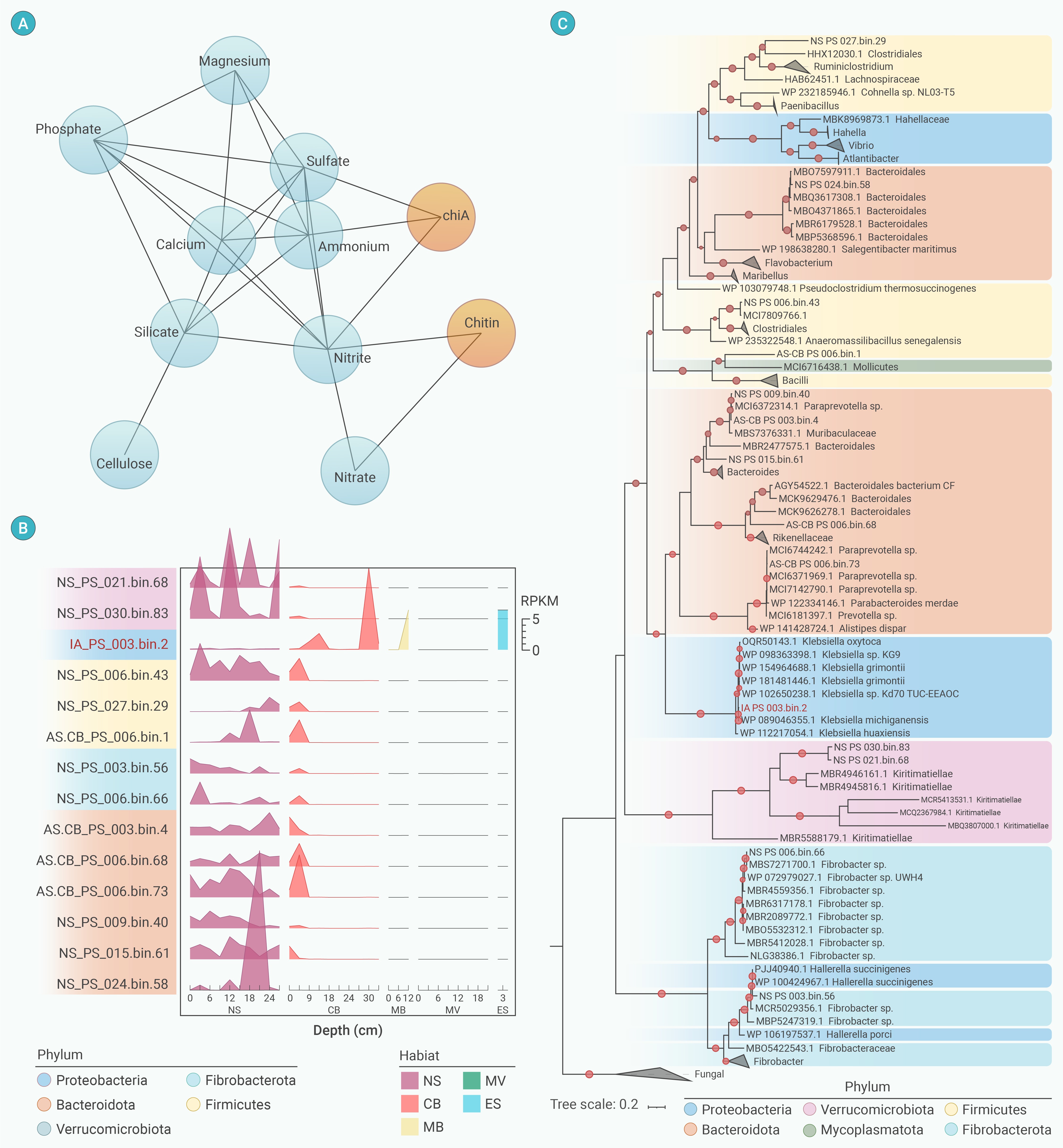 Exploring the role of organotrophic microbes in geochemical cycling of ...