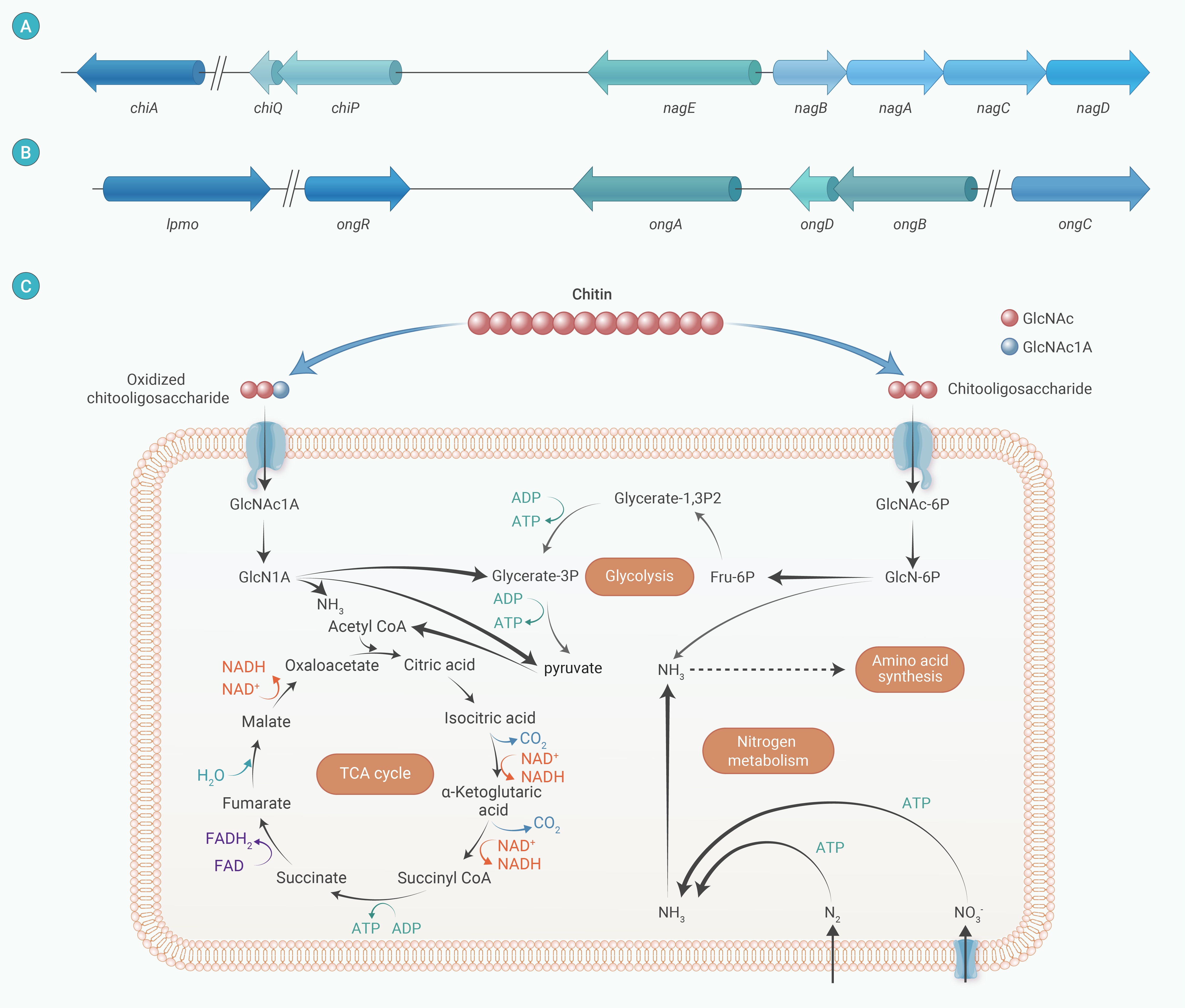 Exploring the role of organotrophic microbes in geochemical cycling of ...