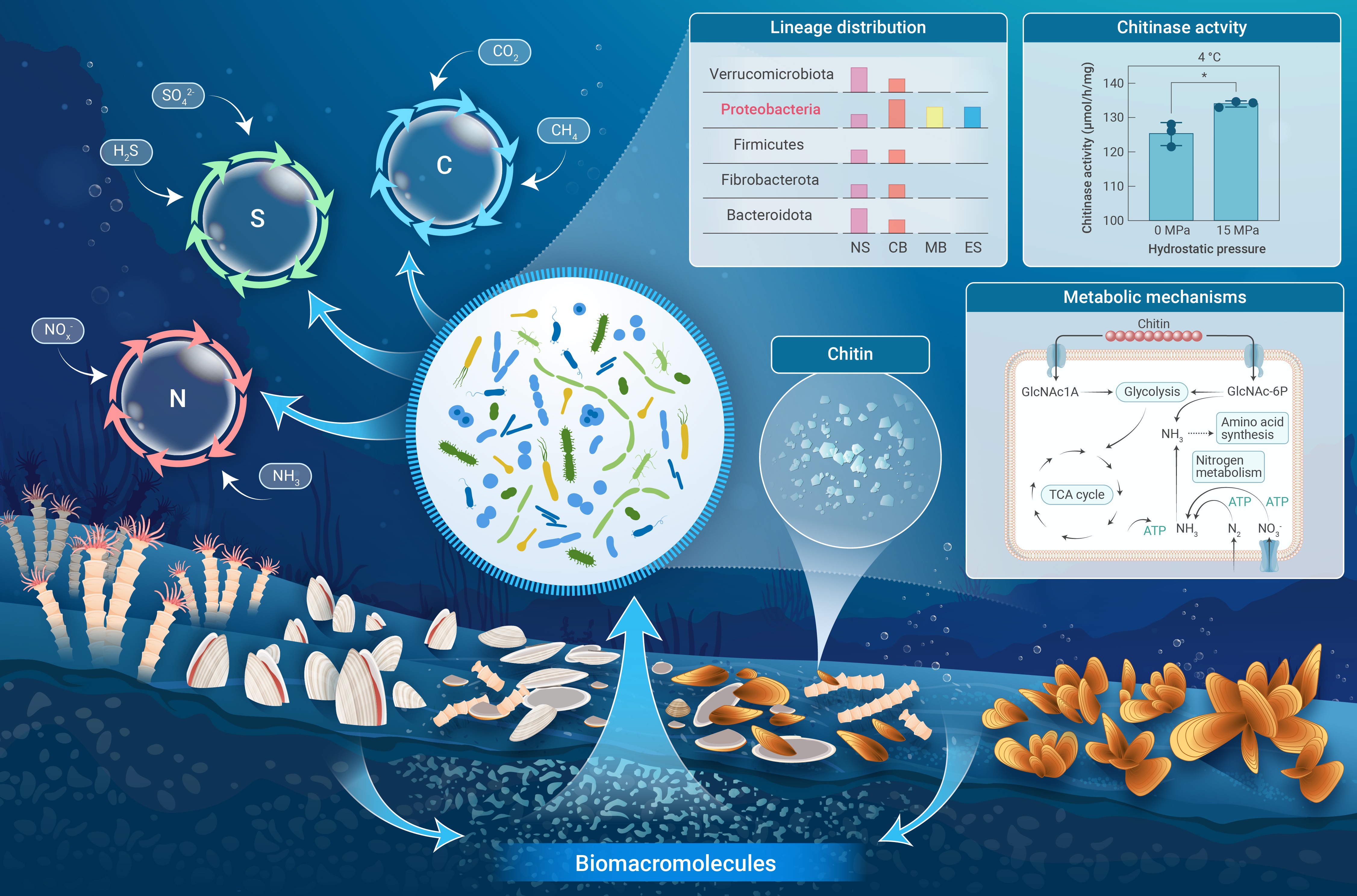 Exploring the role of organotrophic microbes in geochemical cycling of cold seep sediments