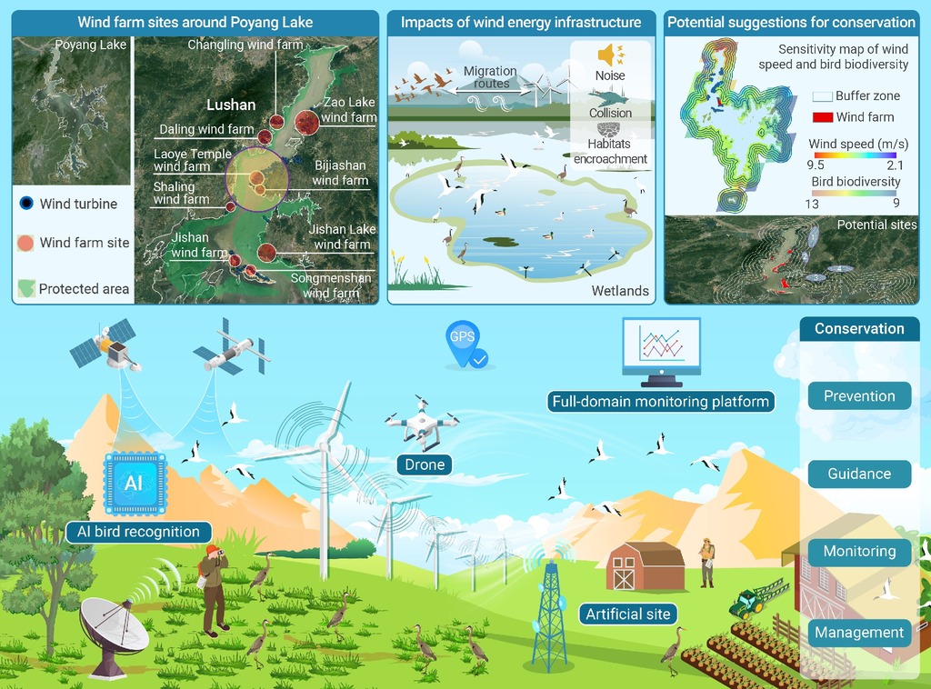 Rapid development of wind energy infrastructure threatens bird migration