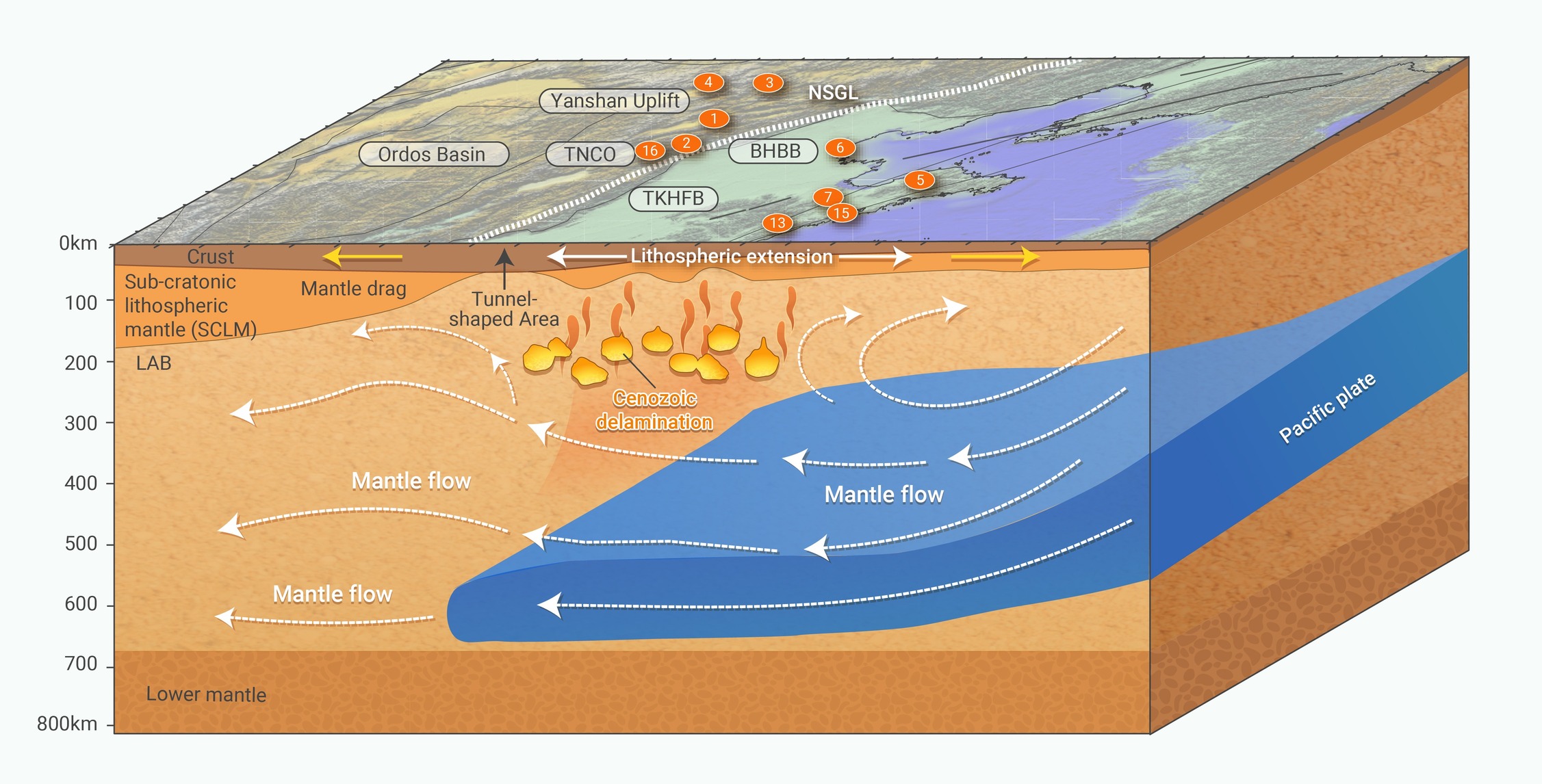 Cenozoic destruction of eastern North China Craton evidenced by ...