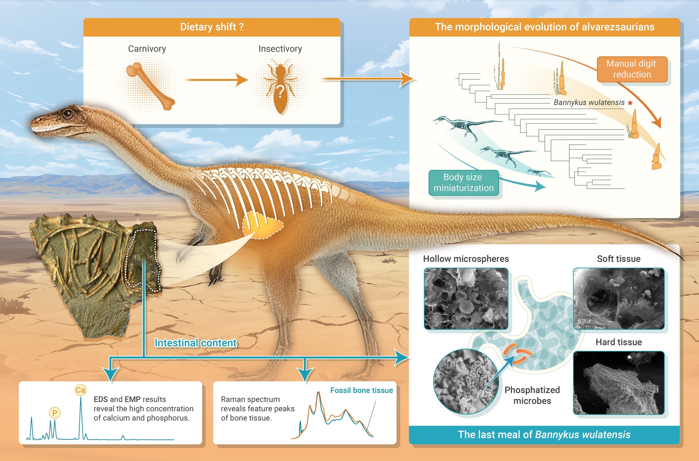 Direct evidence of carnivory in the early-diverging Alvarezsaurian Bannykus