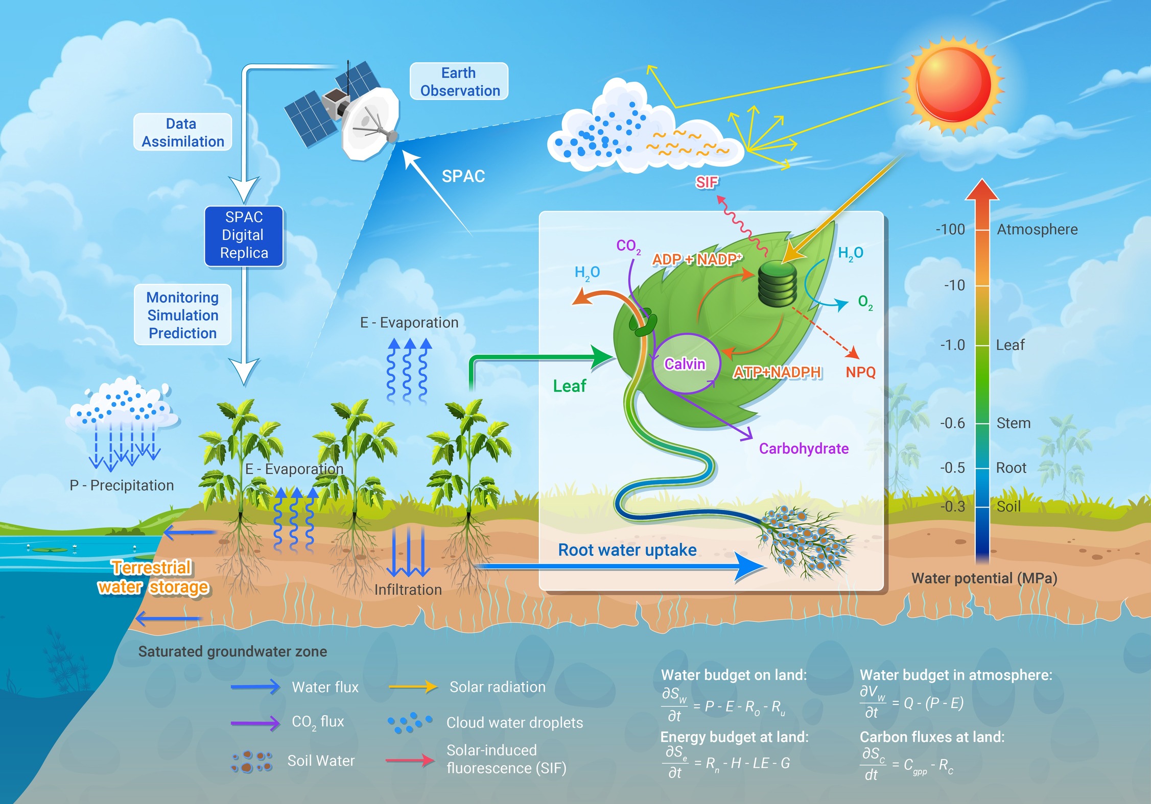 Photosynthesis and water potential: A new perspective for coupling ...