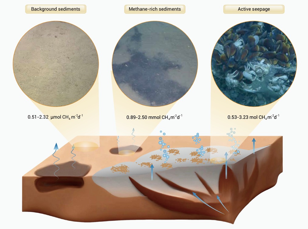 In situ observations of methane dynamics in an active cold seep of the ...