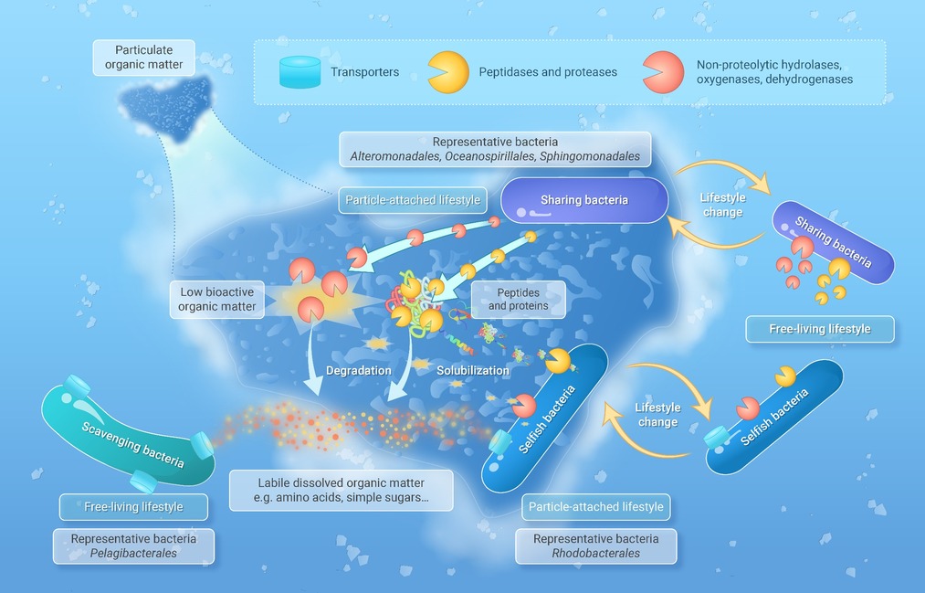 Integrated meta-omics reveals organic matter processing by bacteria in ...
