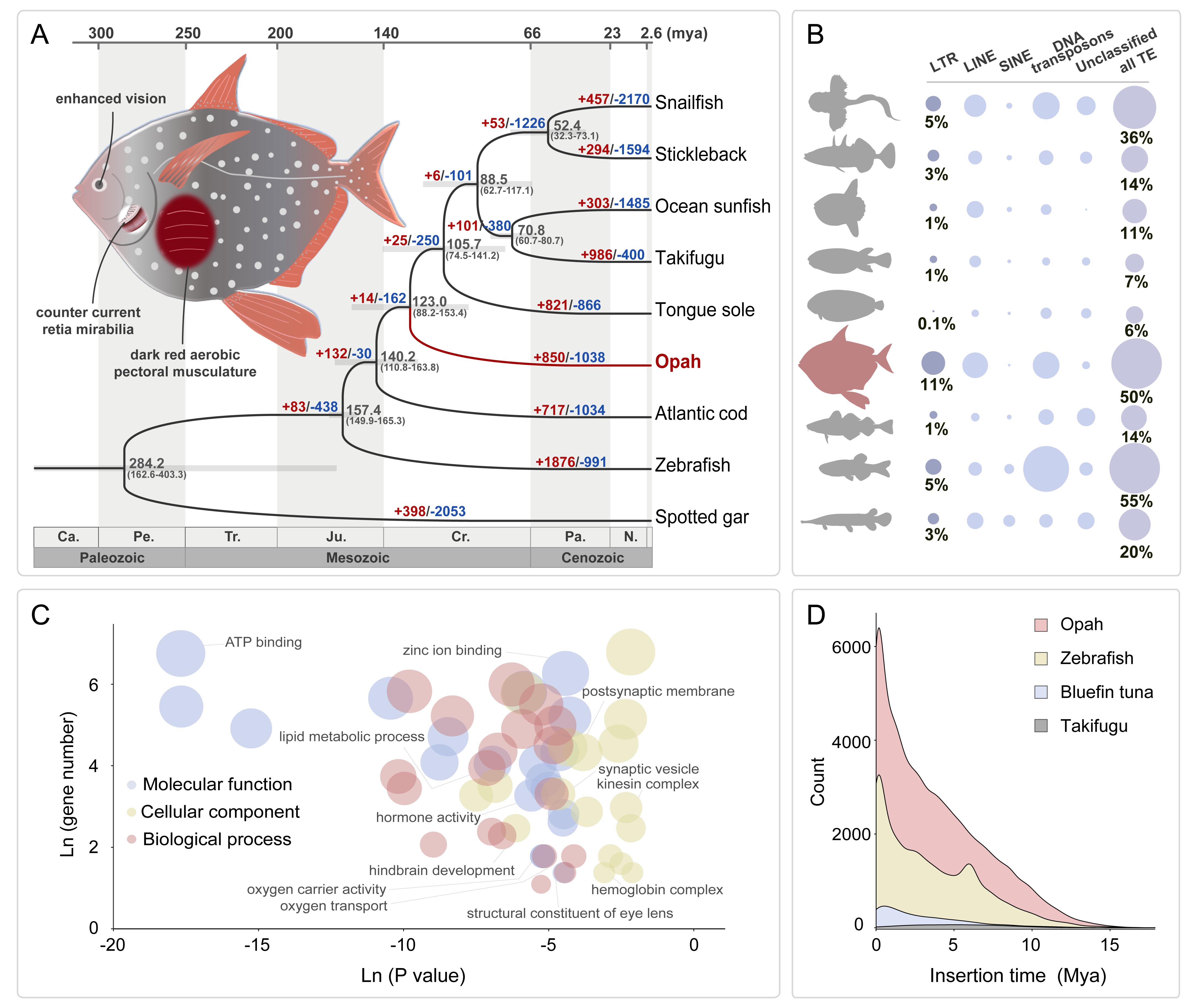 Genomic basis of evolutionary adaptation in a warm-blooded fish