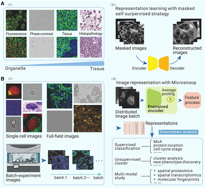 Microsnoop: A generalist tool for microscopy image representation