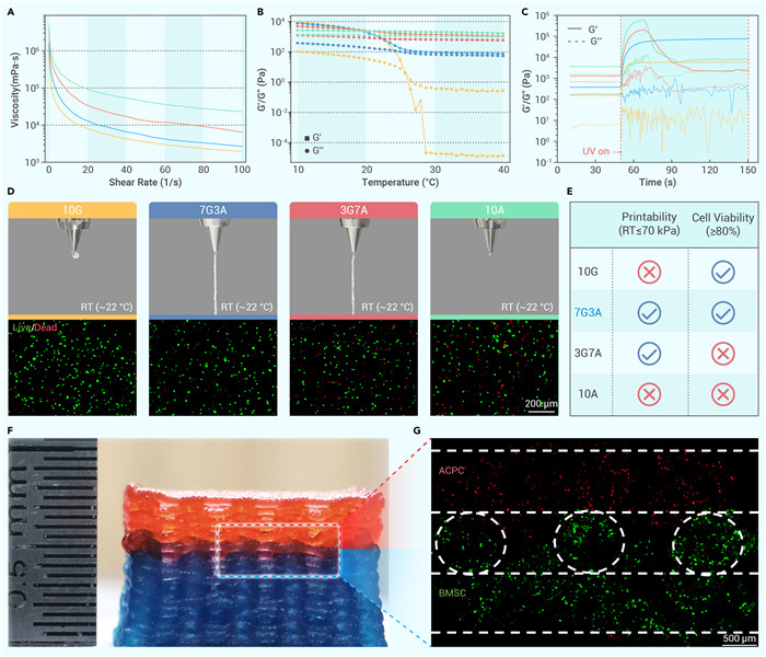 3D-bioprinted anisotropic bicellular living hydrogels boost ...