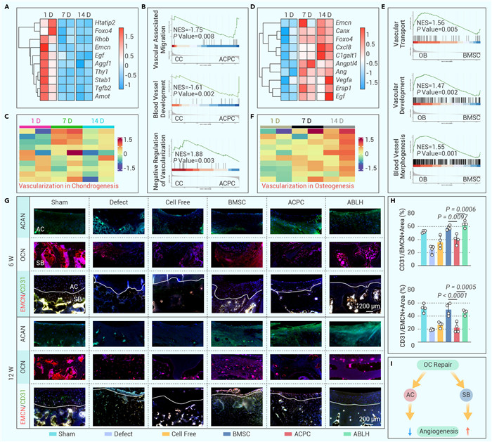 3D-bioprinted anisotropic bicellular living hydrogels boost ...