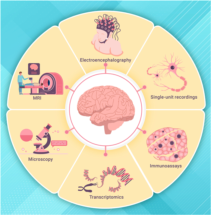 Decoding human brain functions: Multi-modal, multi-scale insights