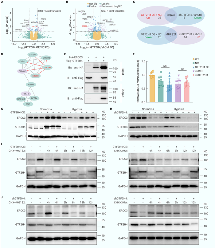 GTF2H4 regulates partial EndMT via NF-κB activation through NCOA3 ...