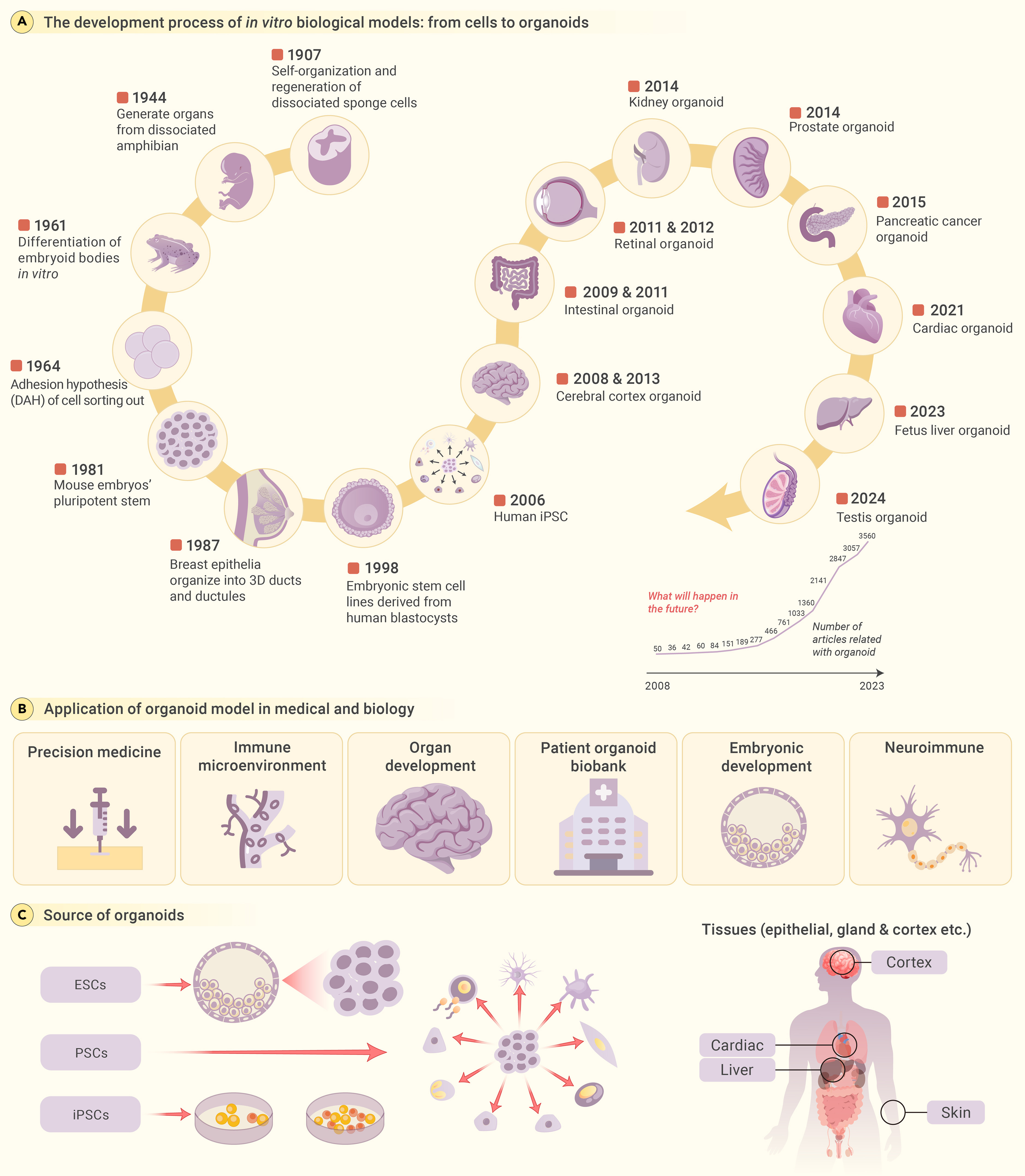 Landscape of human organoids: Ideal model in clinics and research