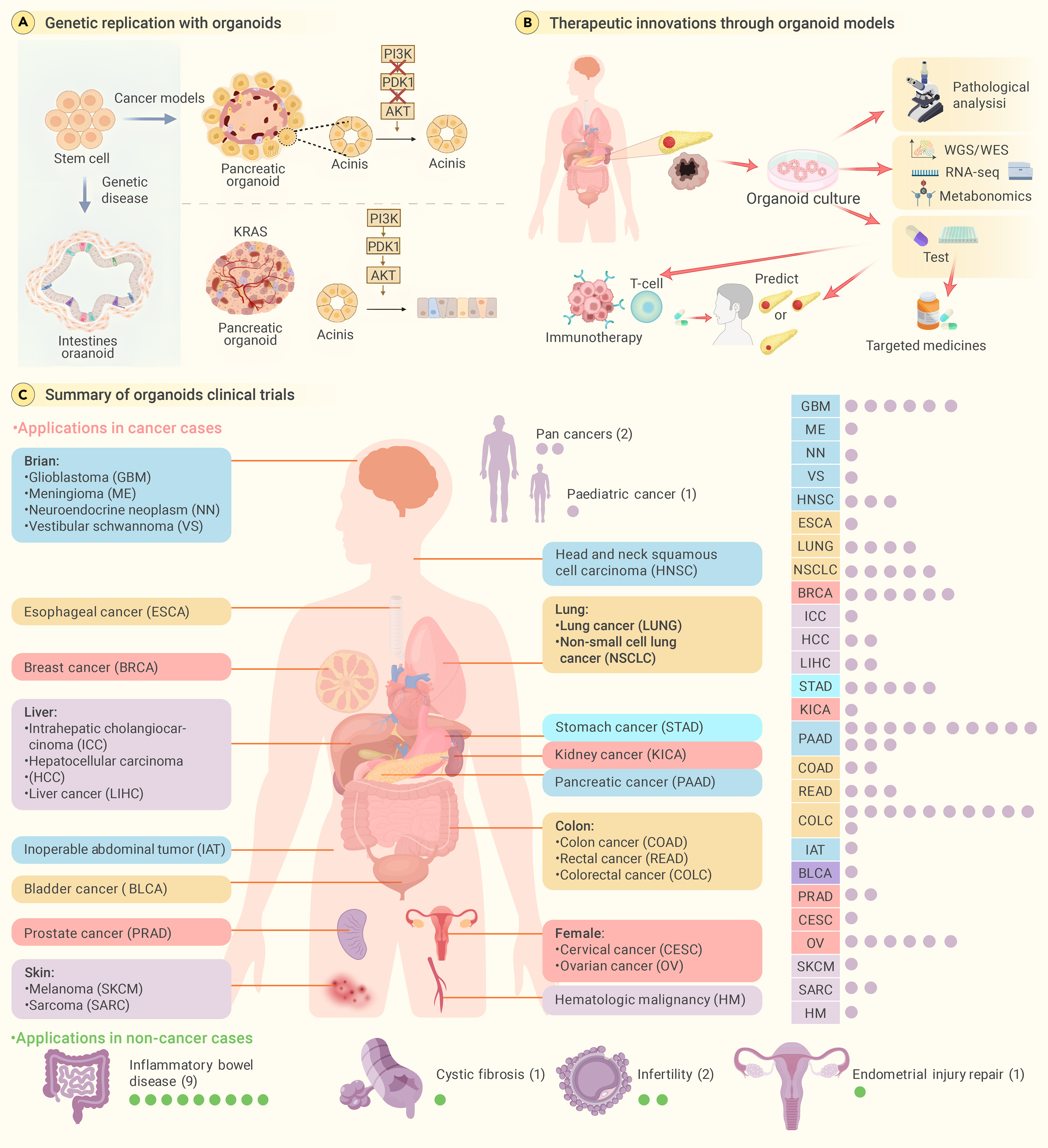 Landscape of human organoids: Ideal model in clinics and research