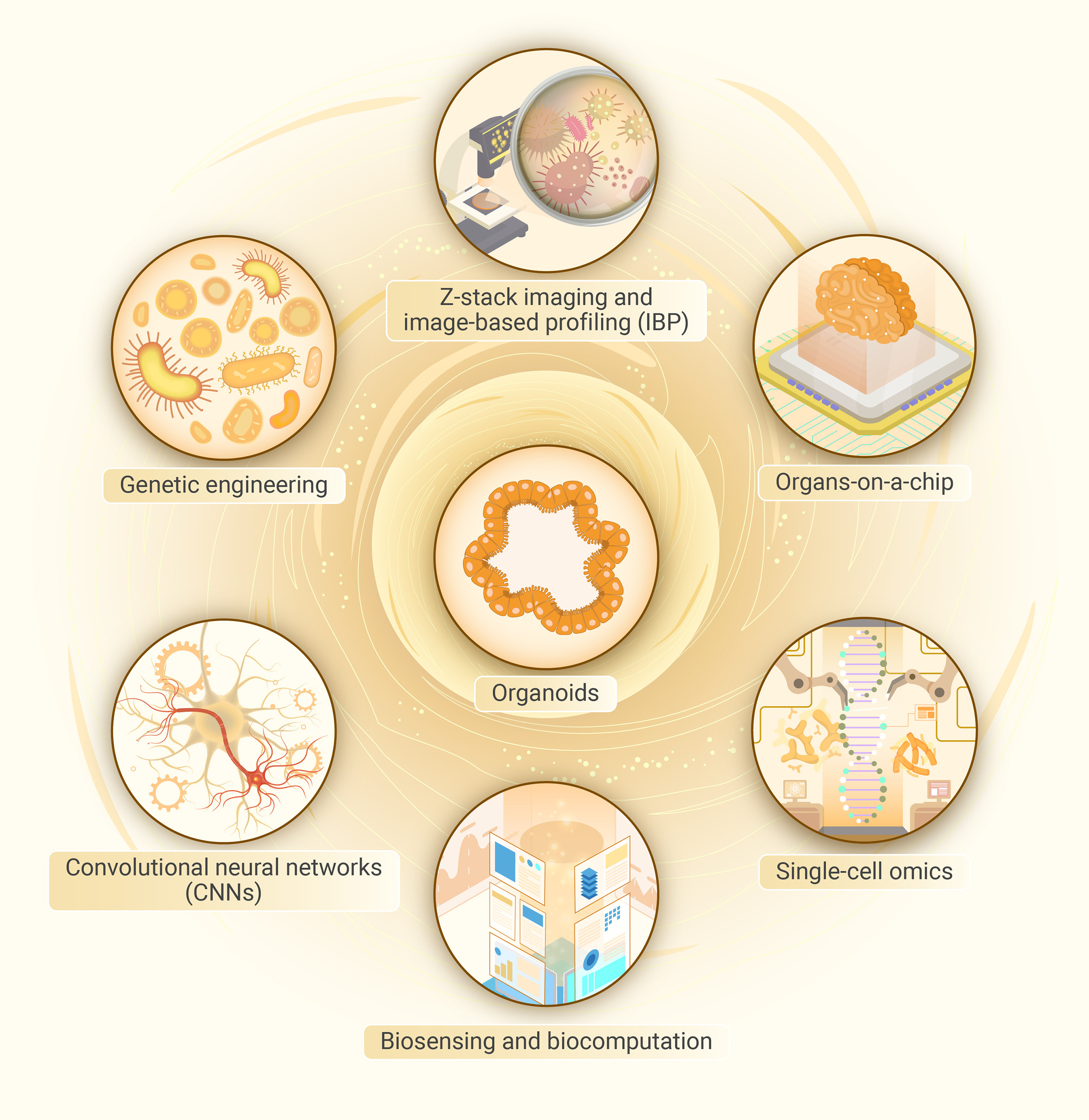 Landscape of human organoids: Ideal model in clinics and research