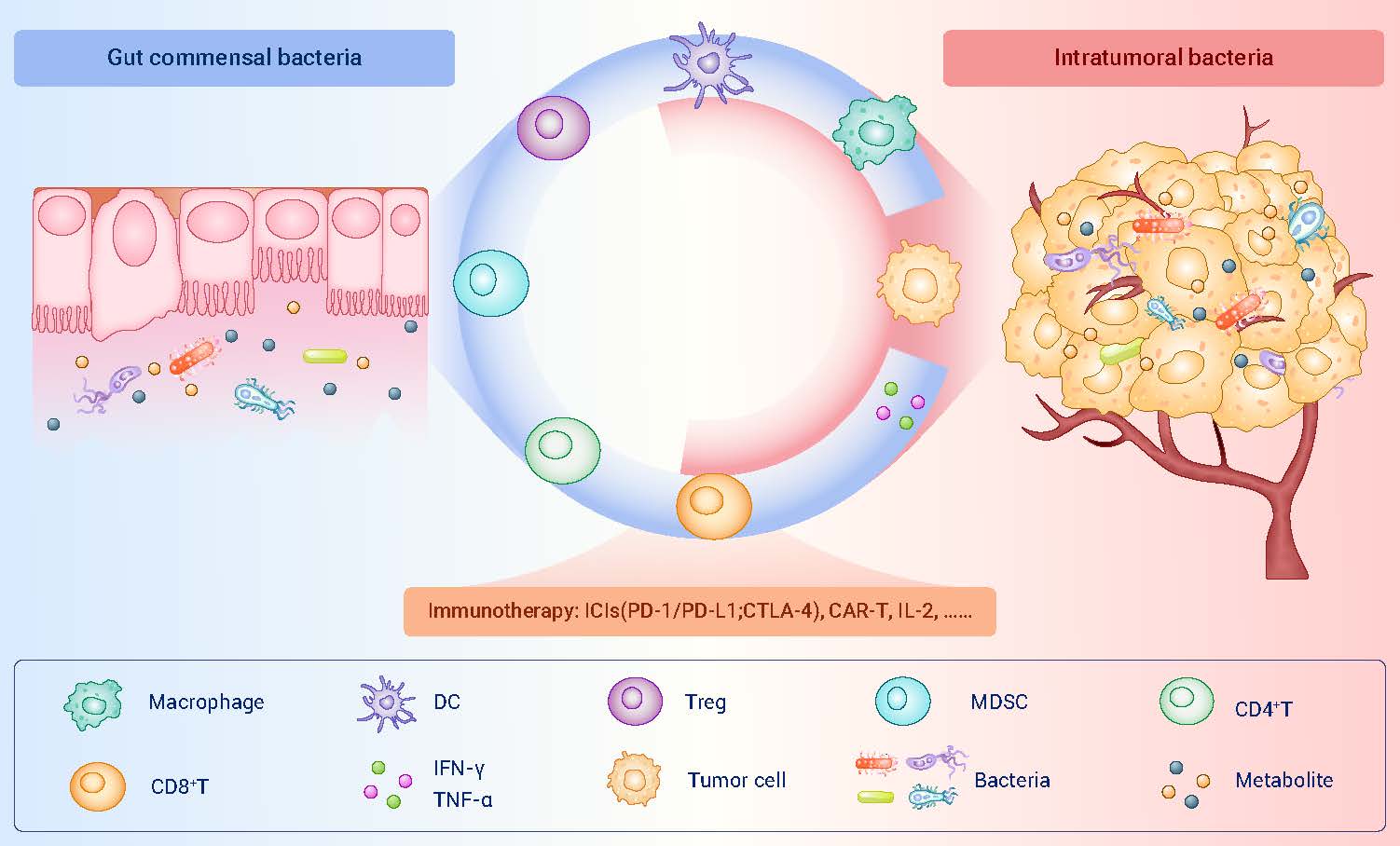 The role of extratumoral and intratumoral microorganisms in cancer ...