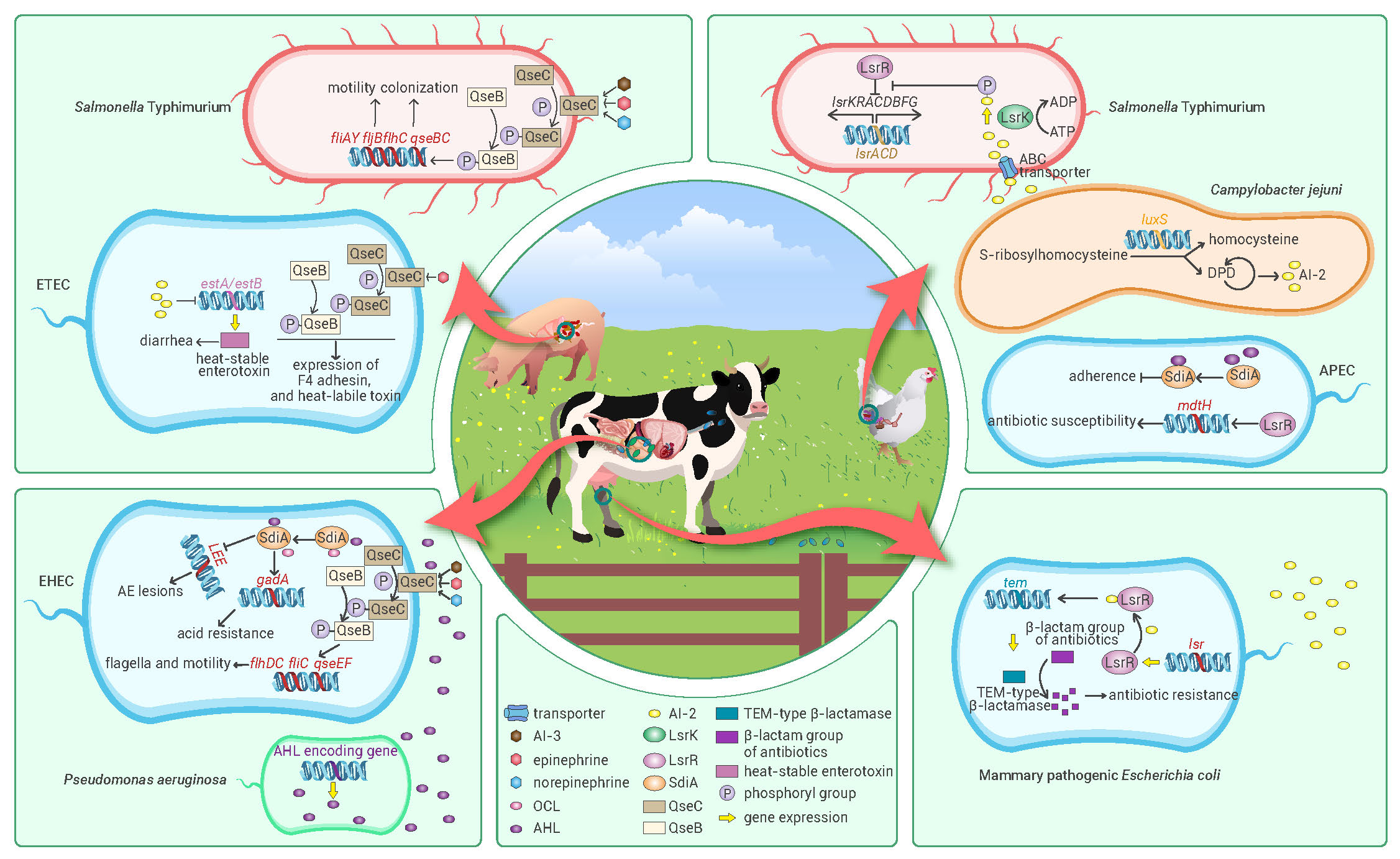 Listening to enteric bacteria from the perspective of antibiotic ...