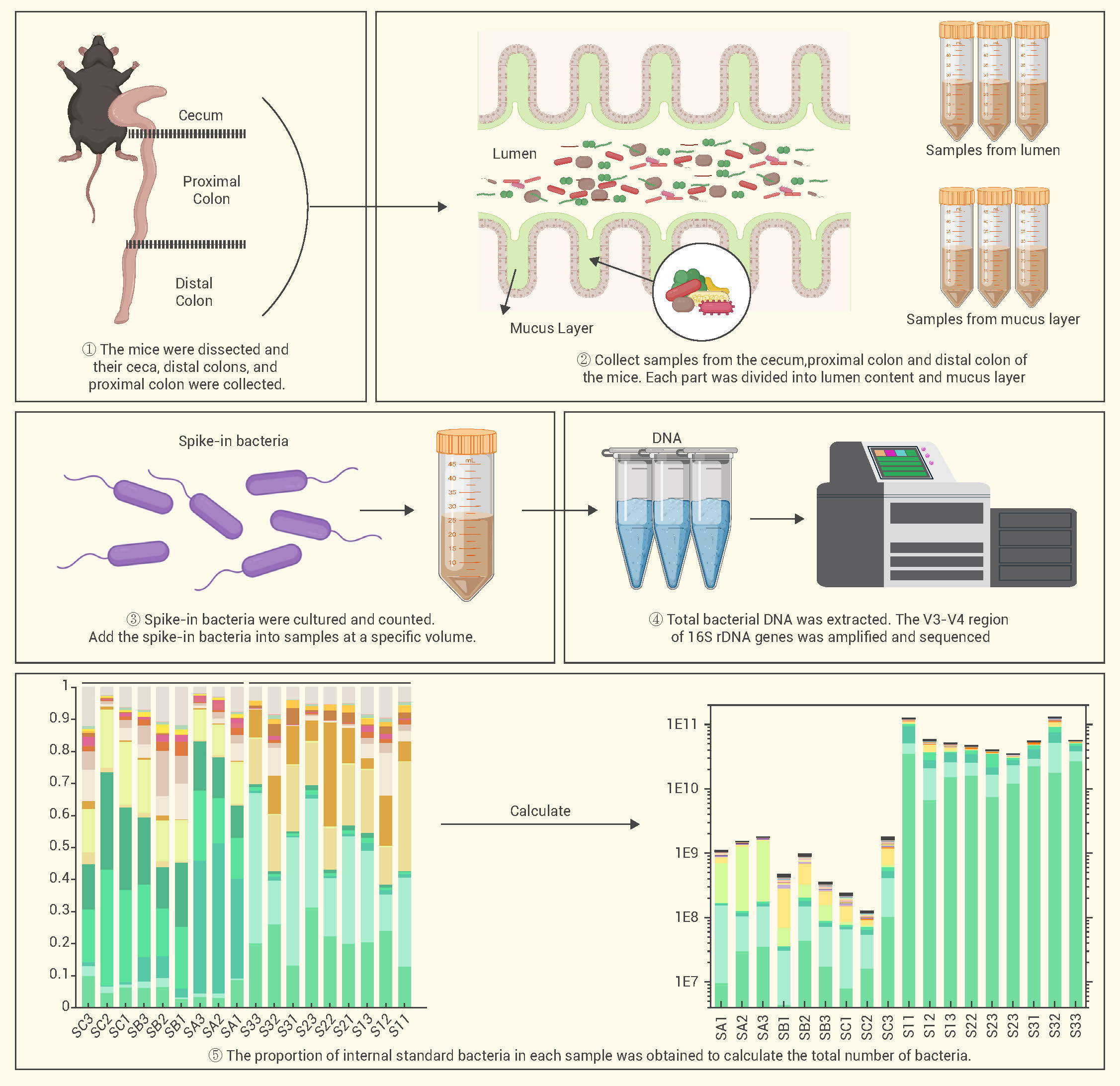 Absolute quantification of the microbiota spatial distribution in the ...