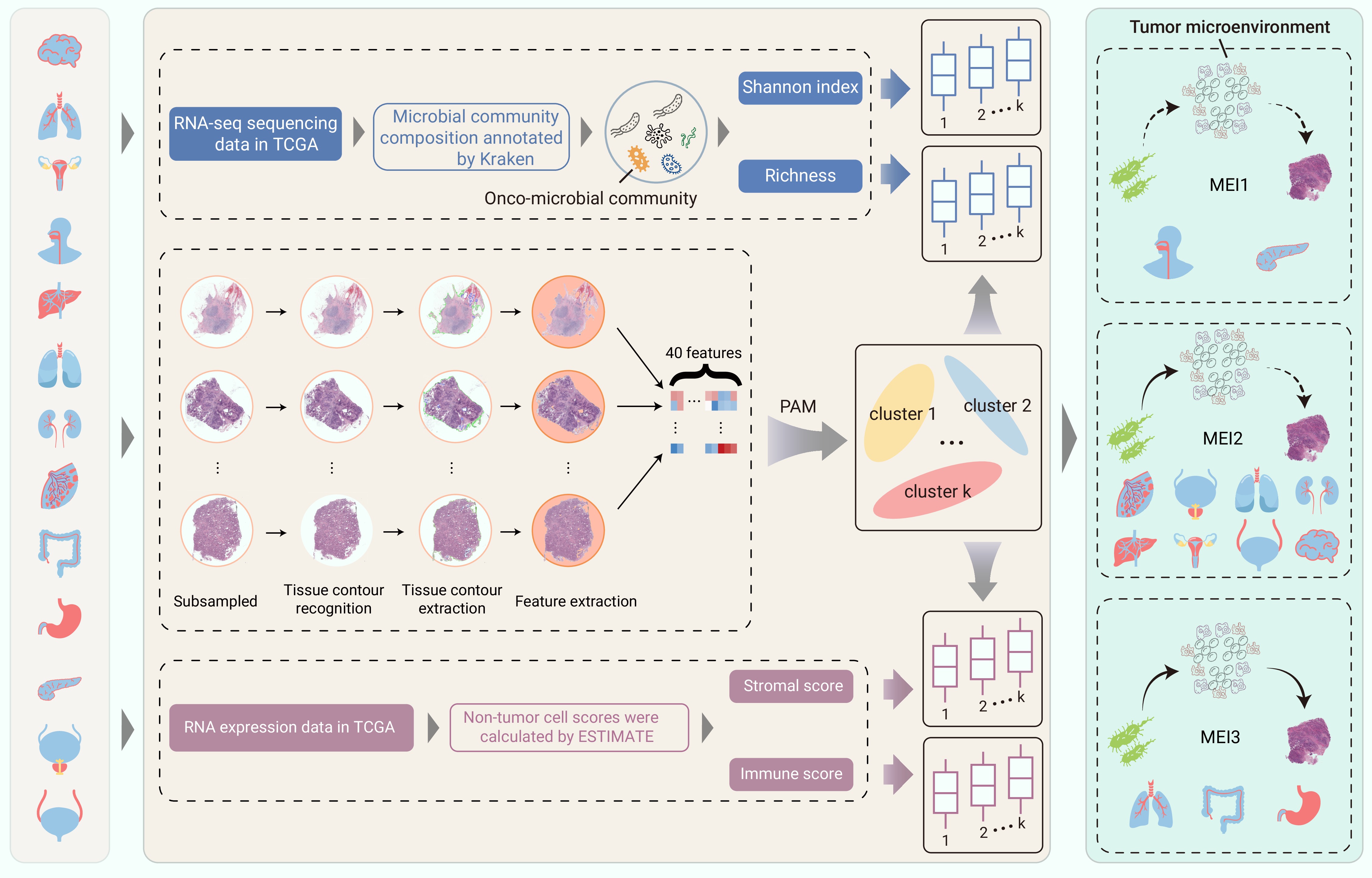 Tumor microenvironment interplay amid microbial community, host gene ...