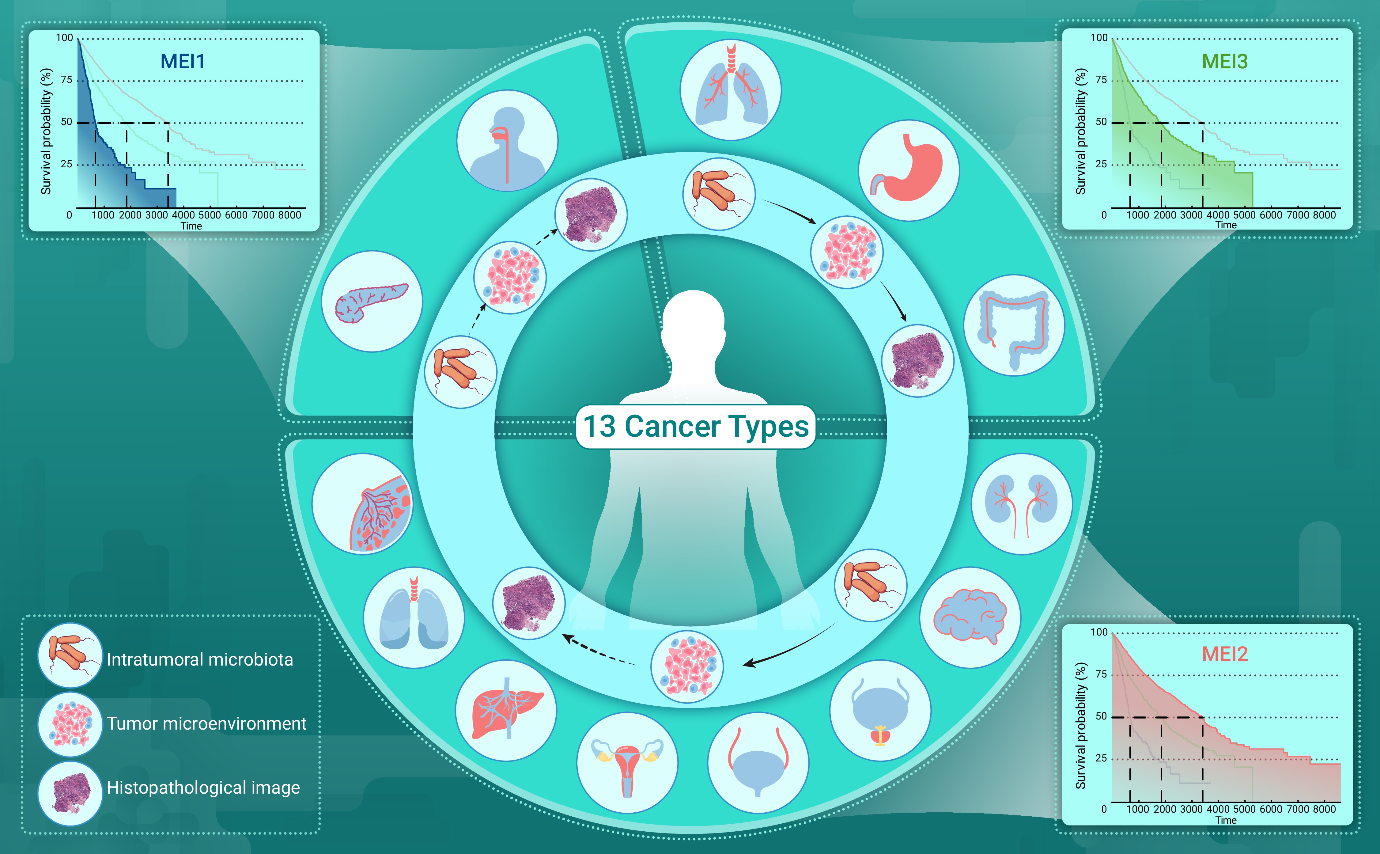 Tumor microenvironment interplay amid microbial community, host gene ...