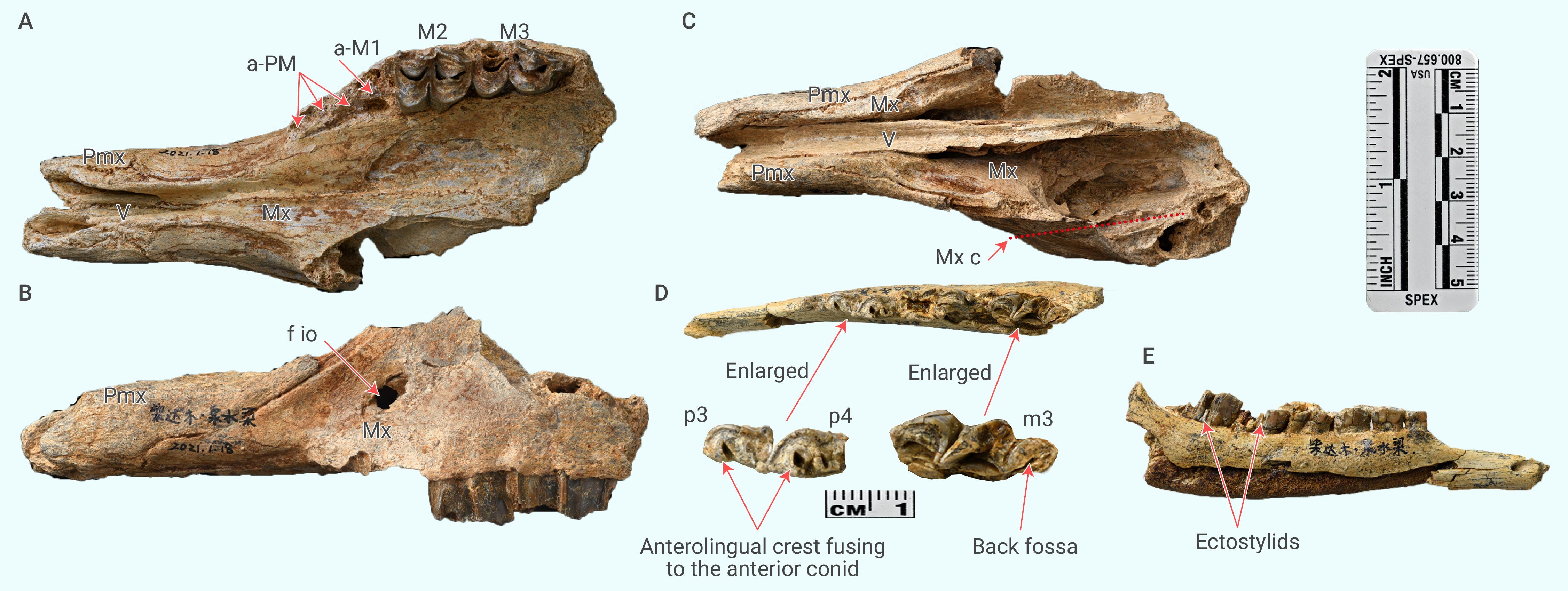 The enigmatic spherical-horned Tsaidamotherium reveals an unsuccessful ...