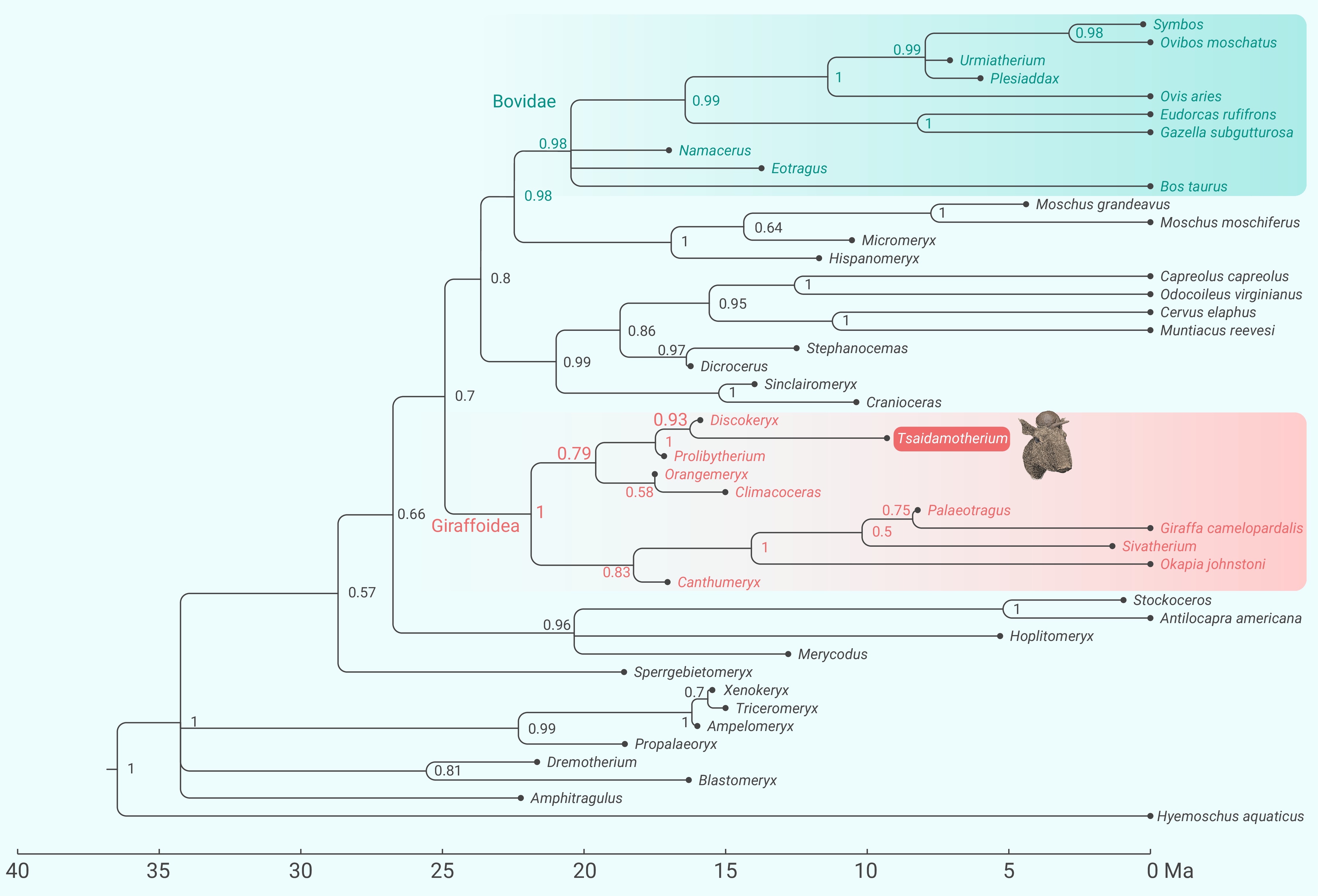 The enigmatic spherical-horned Tsaidamotherium reveals an unsuccessful ...
