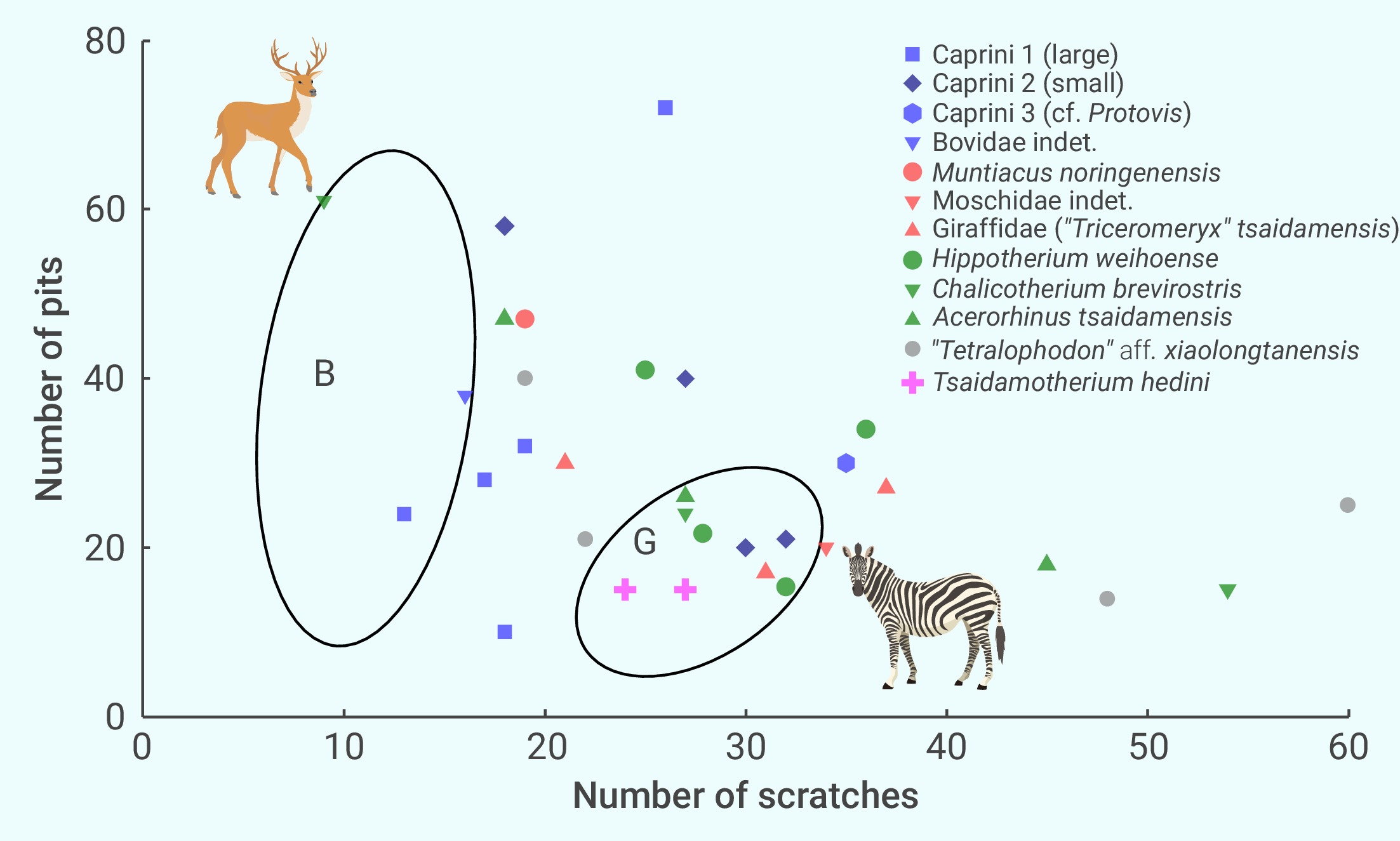 The enigmatic spherical-horned Tsaidamotherium reveals an unsuccessful ...
