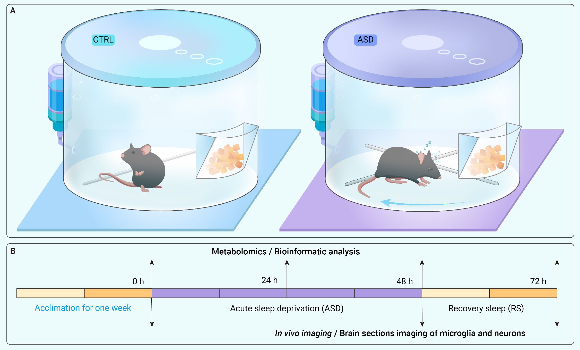 Sustained microglial activation and accelerated elimination of ...