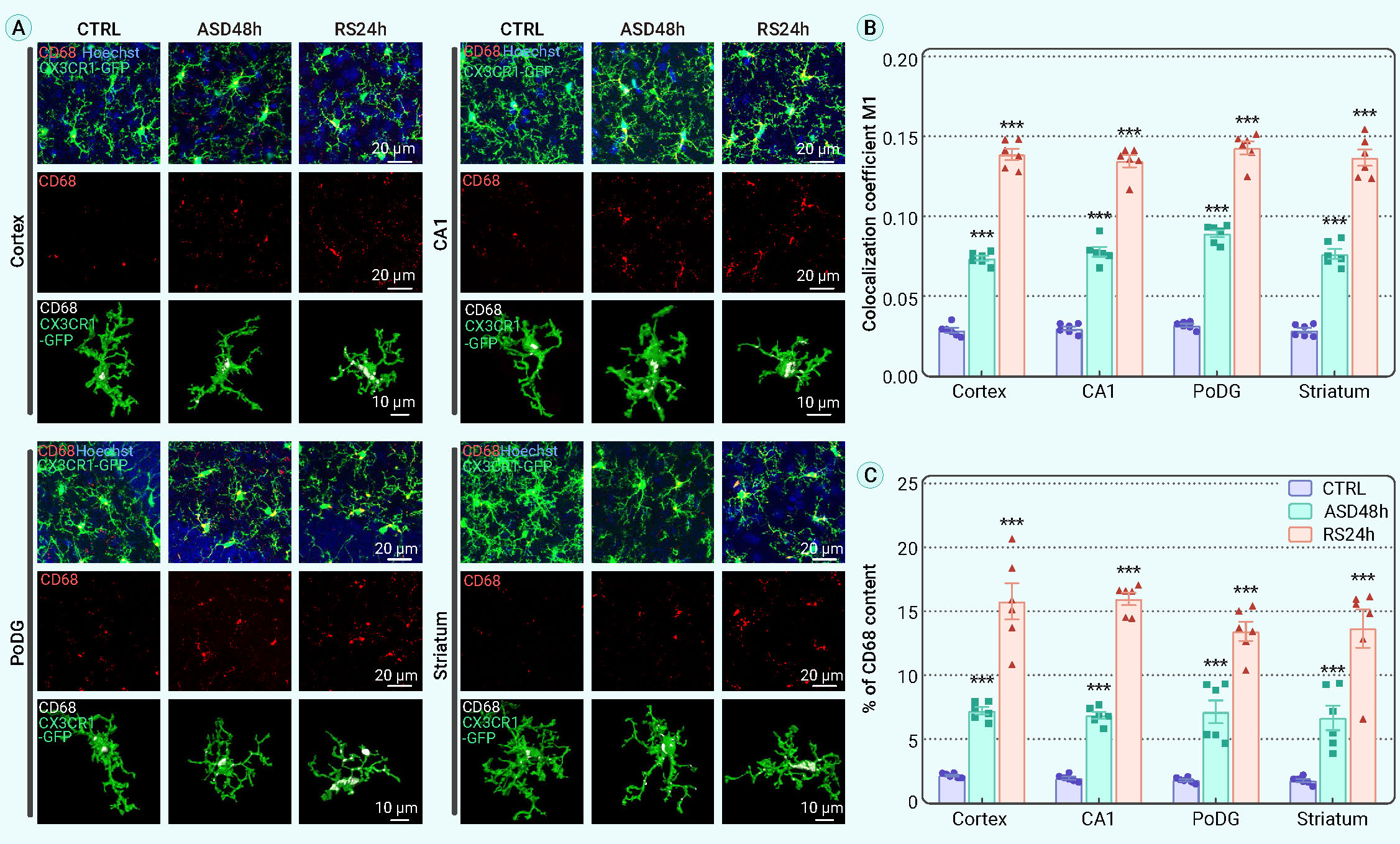 Sustained microglial activation and accelerated elimination of ...