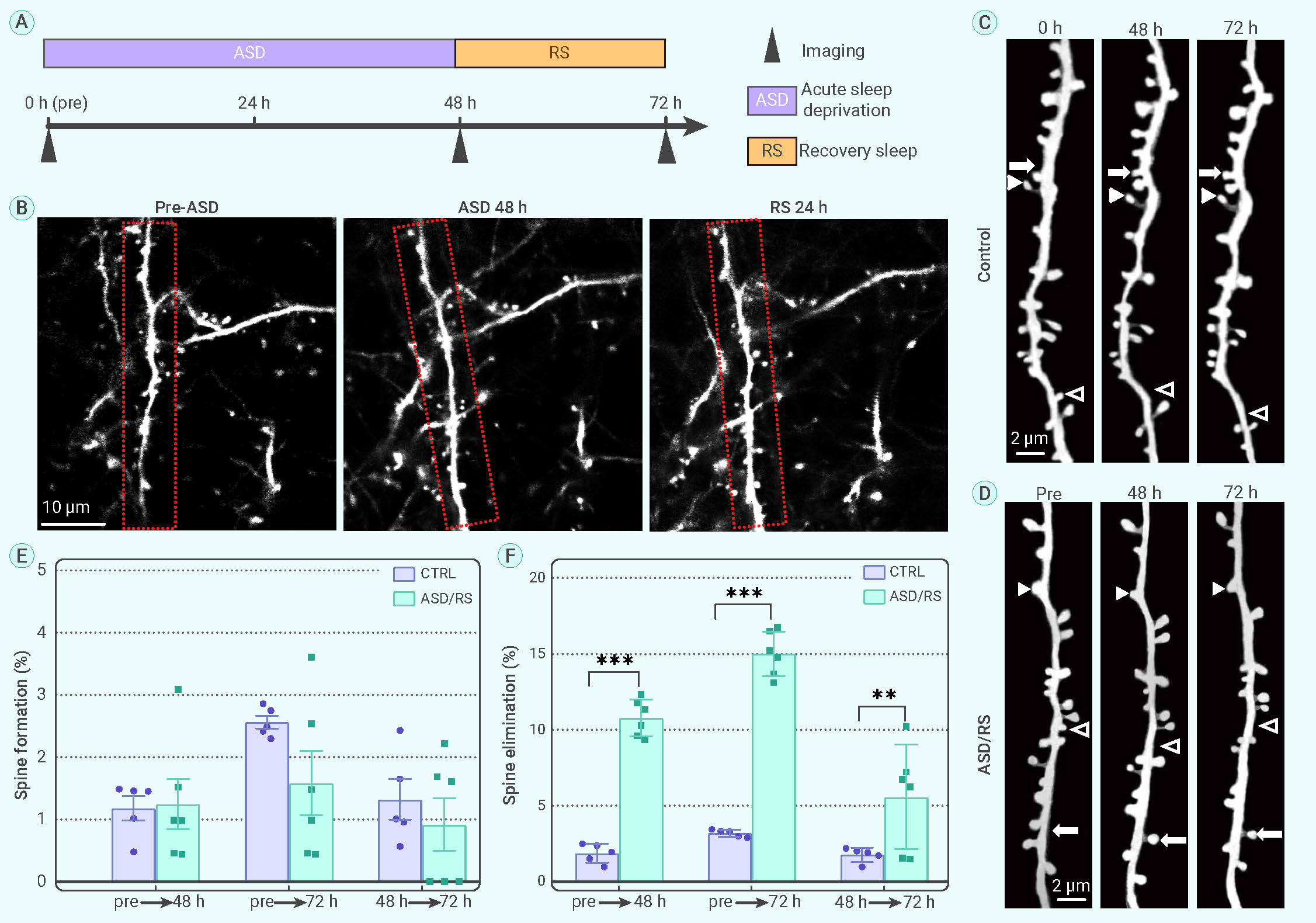 Sustained microglial activation and accelerated elimination of ...