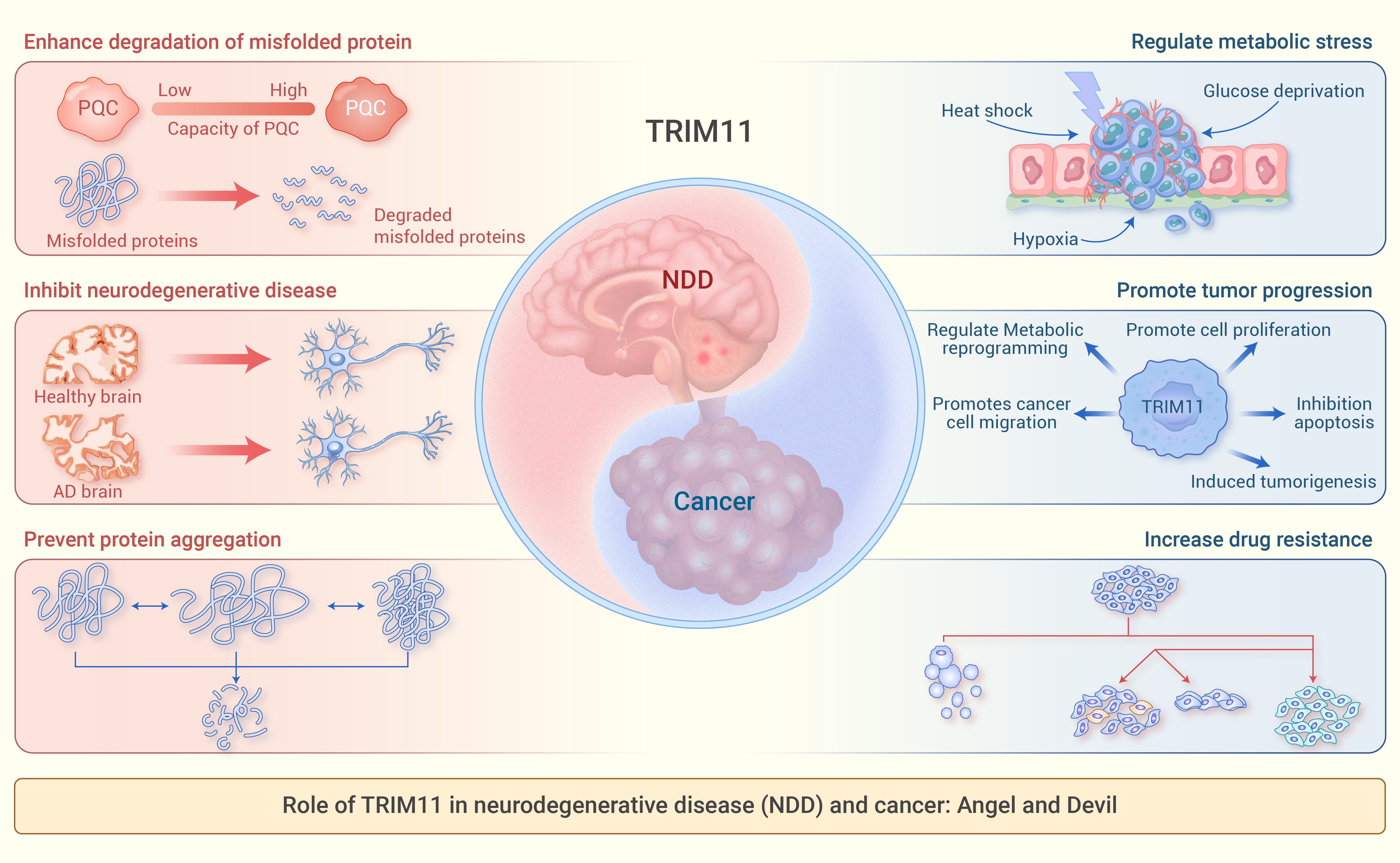 TRIM11: A powerful guardian of proteostasis