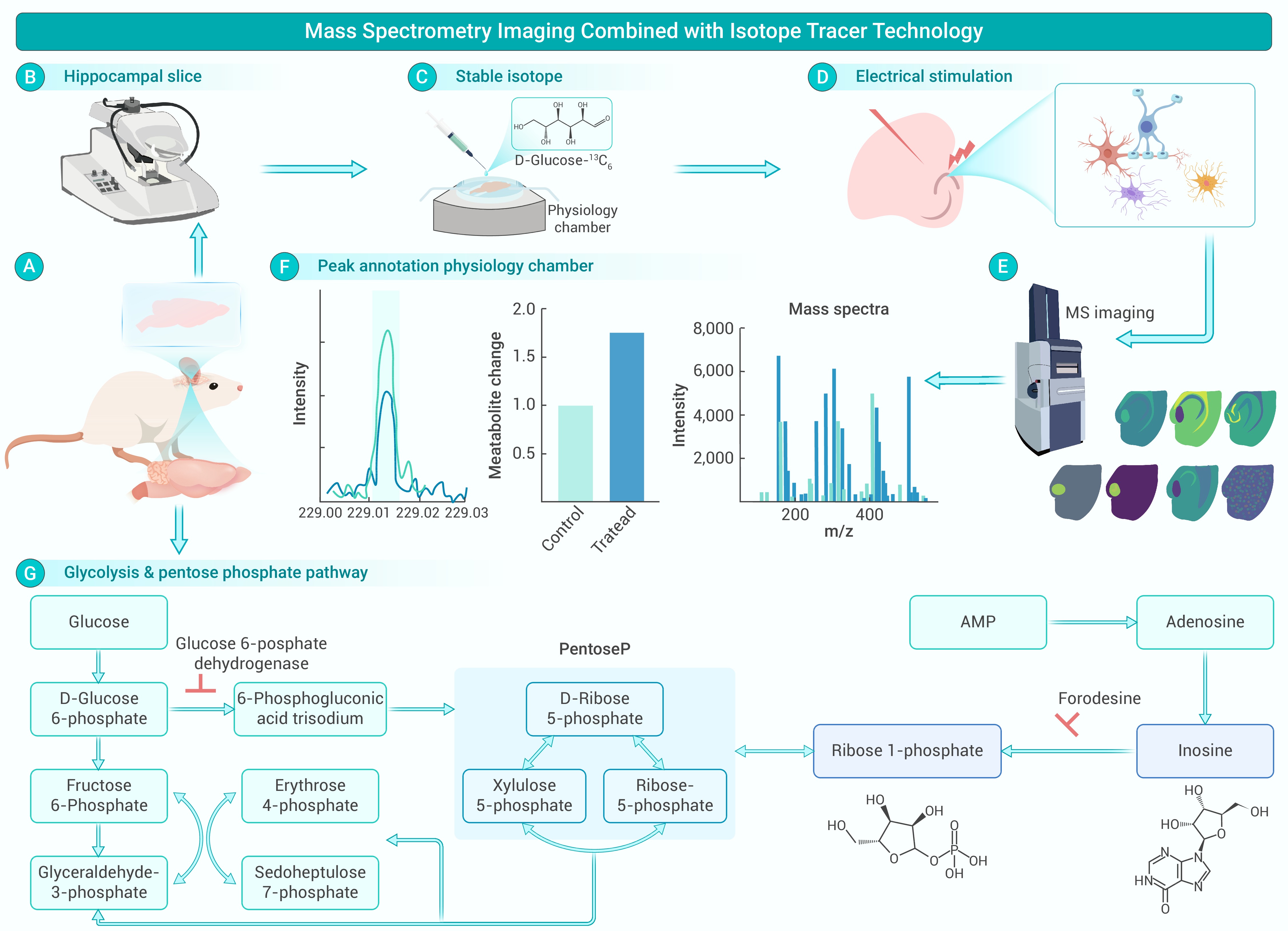 Mass spectrometry imaging combined with isotope tracer technology ...