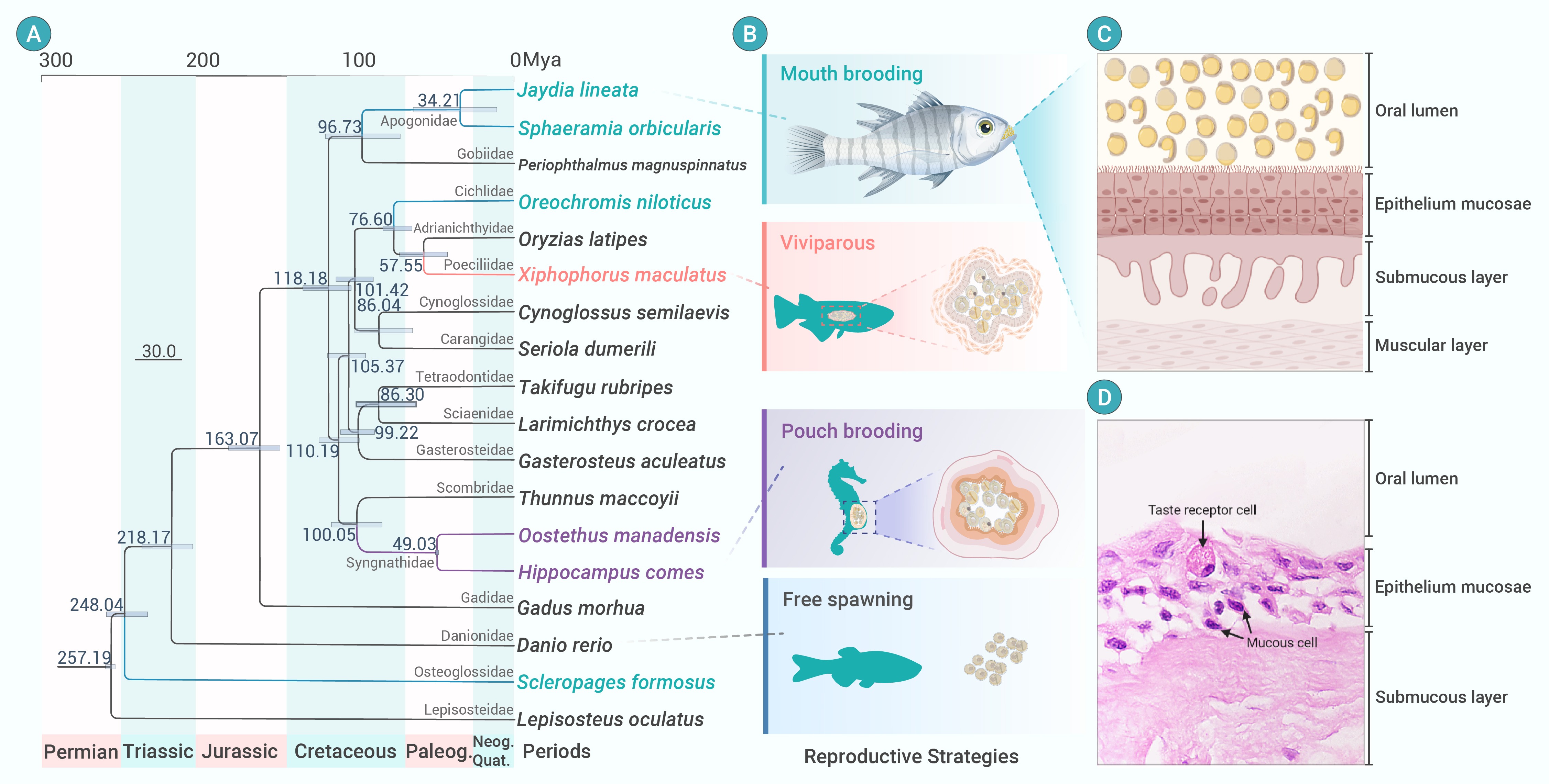 Mouthbrooding behavior and sexual immune dimorphism in Indian perch ...