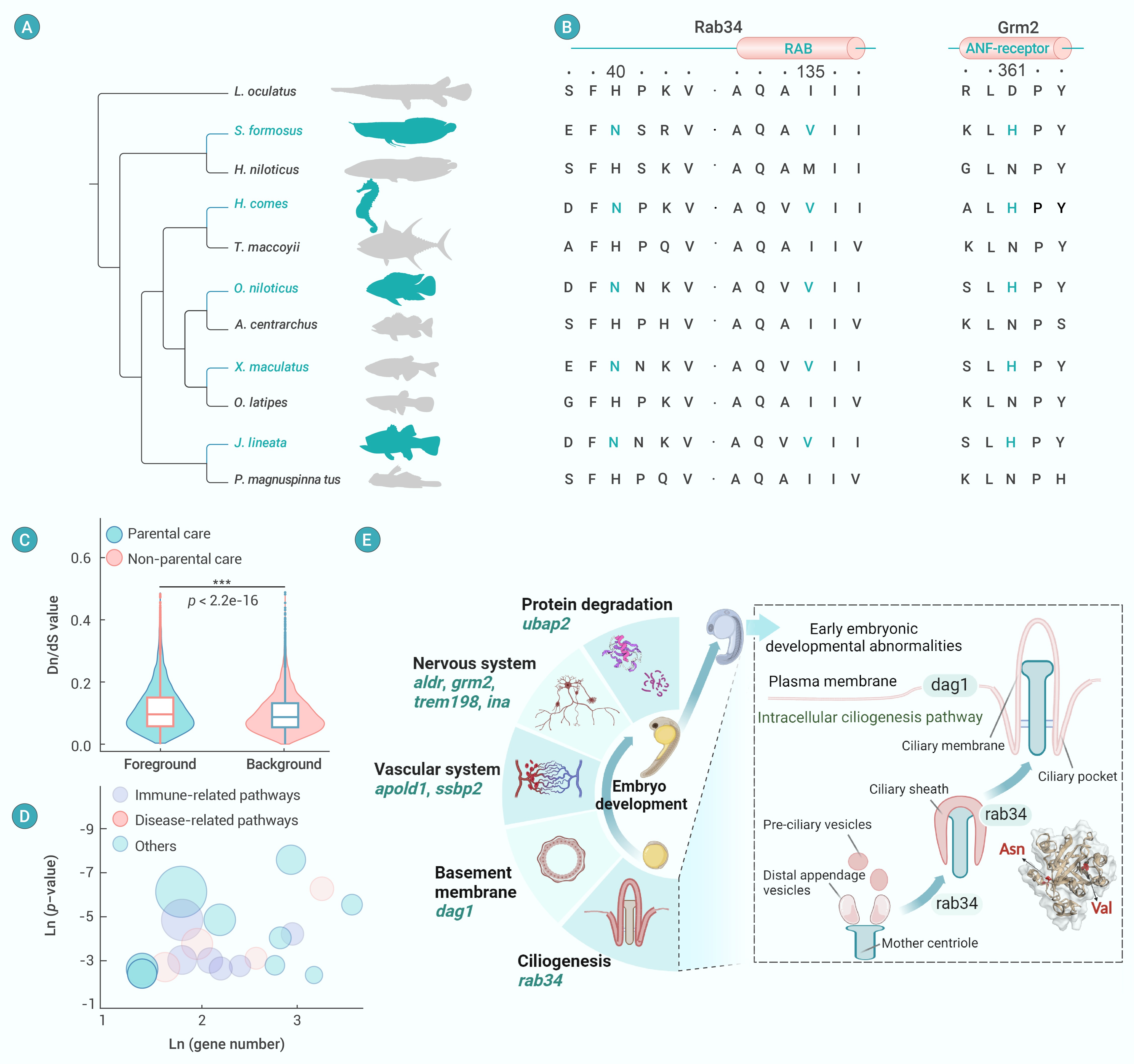Mouthbrooding behavior and sexual immune dimorphism in Indian perch ...