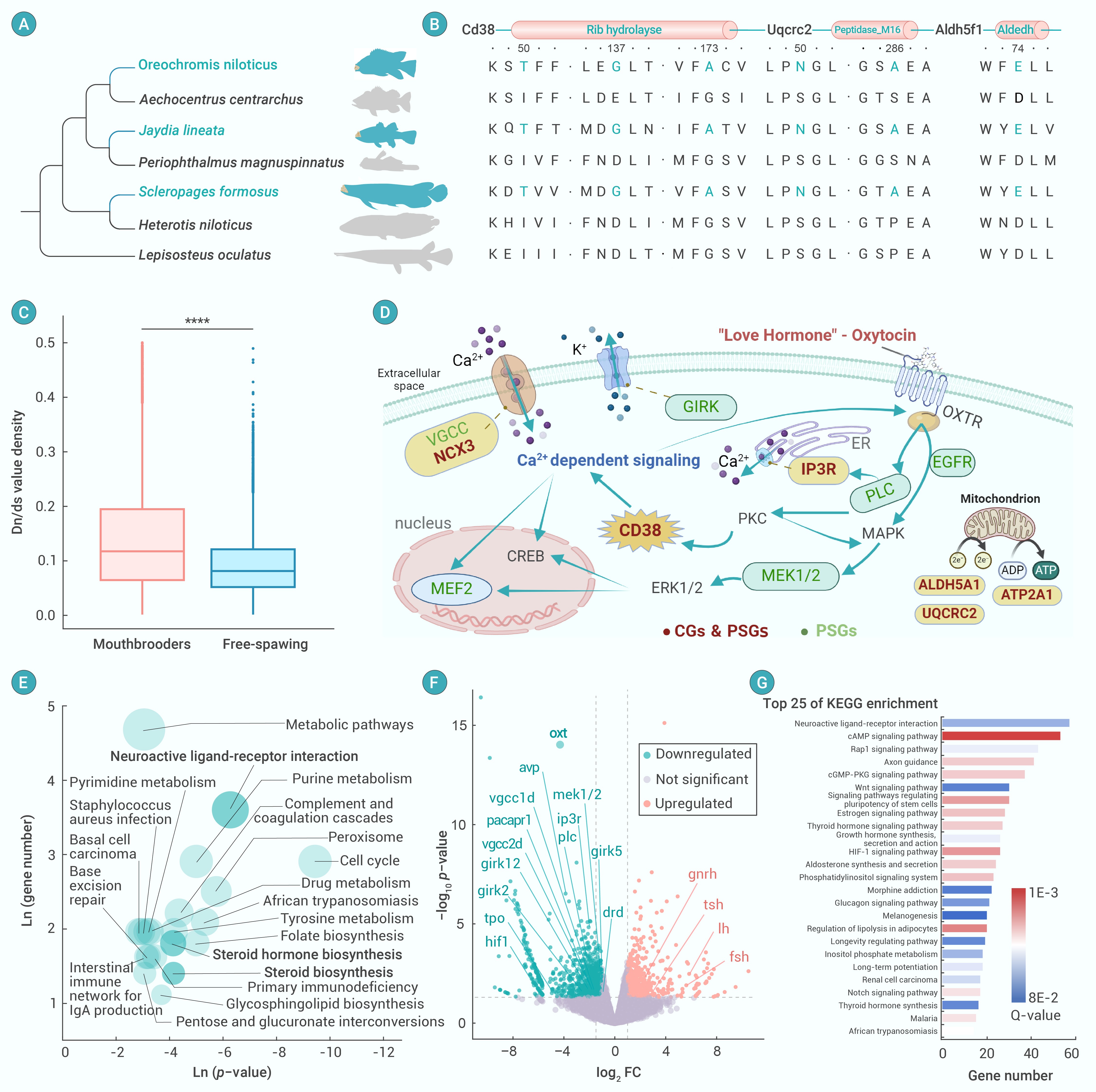 Mouthbrooding behavior and sexual immune dimorphism in Indian perch ...