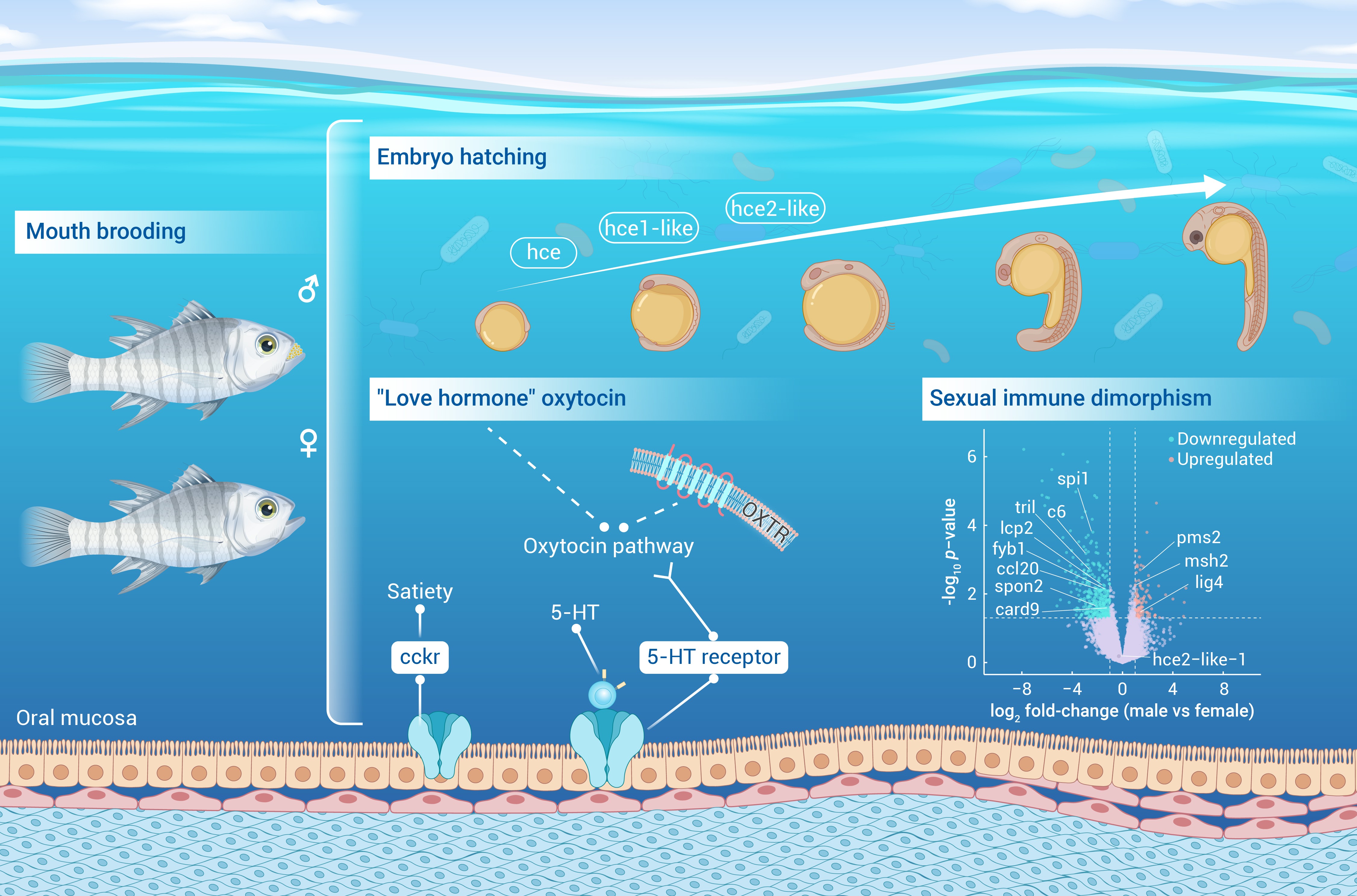 Mouthbrooding behavior and sexual immune dimorphism in Indian perch ...